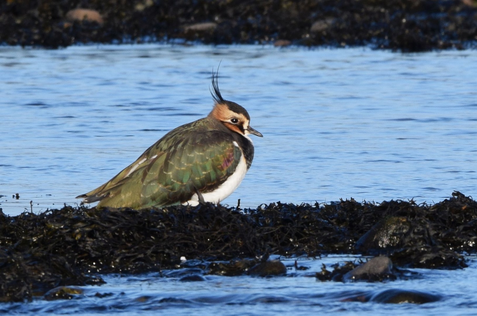 Northern Lapwing by Stephen Blake - BirdGuides