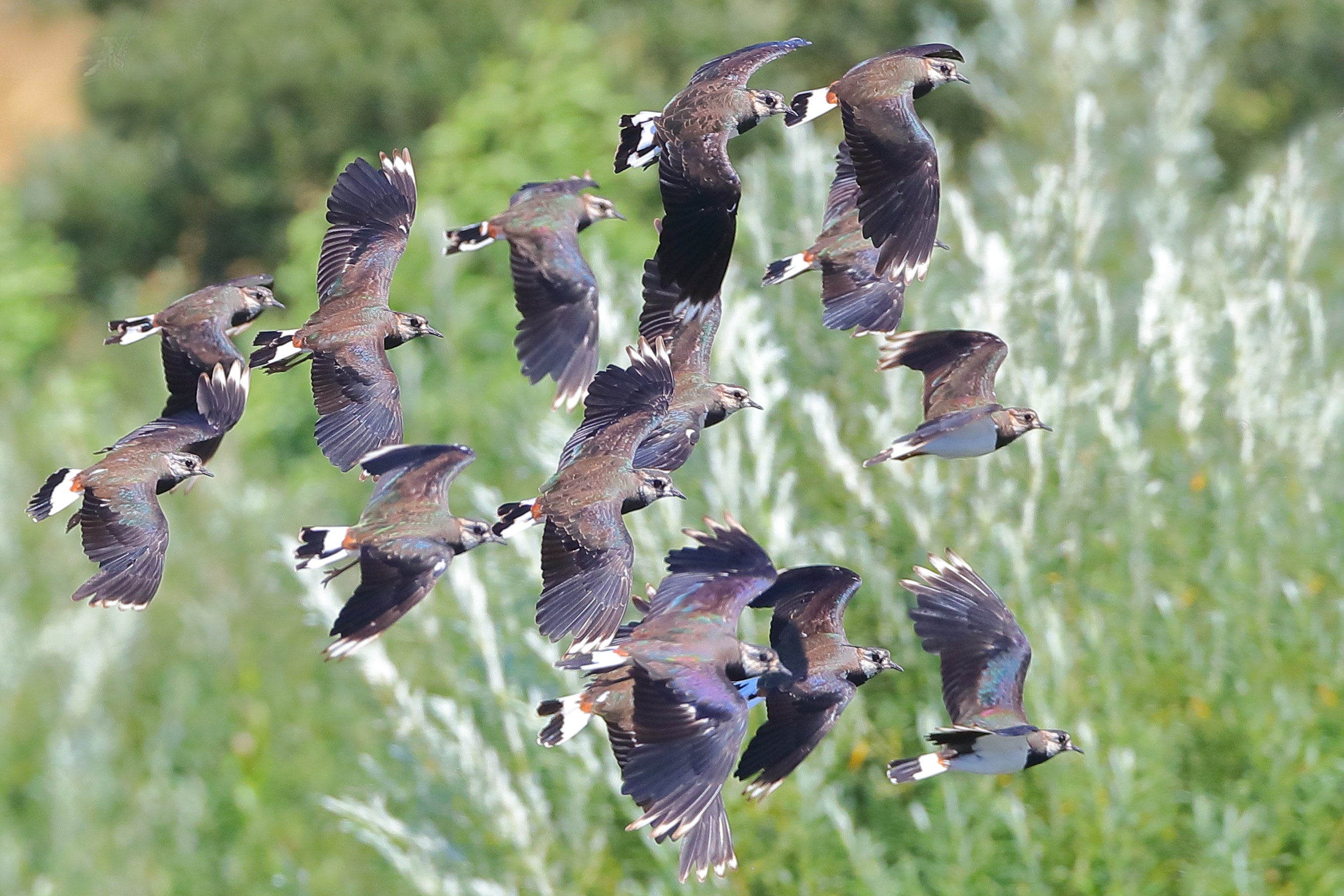 Northern Lapwing by Mike Trew - BirdGuides