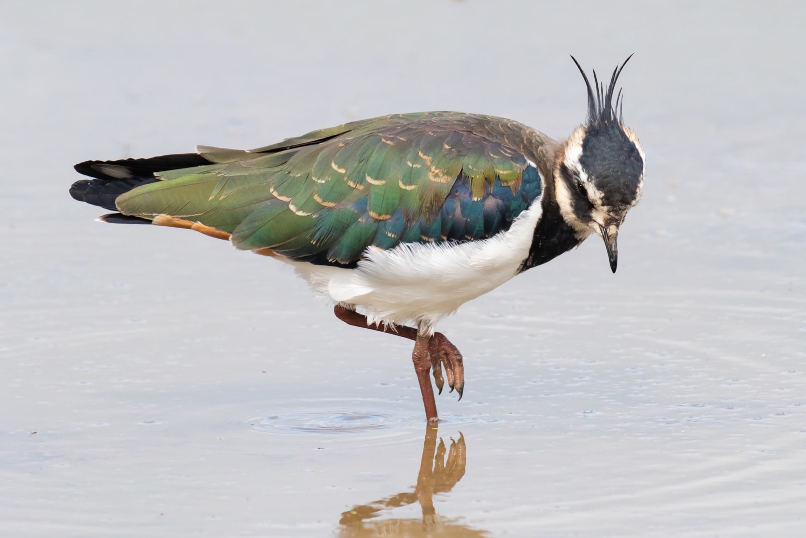 Northern Lapwing by J G Snowball - BirdGuides
