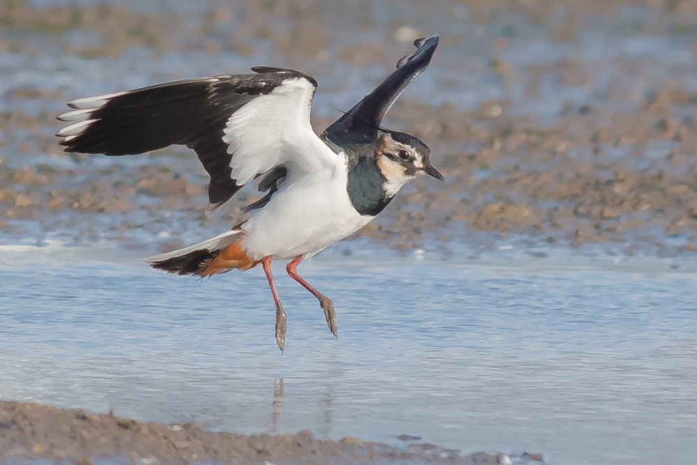 Upland birds down in Scotland - BirdGuides