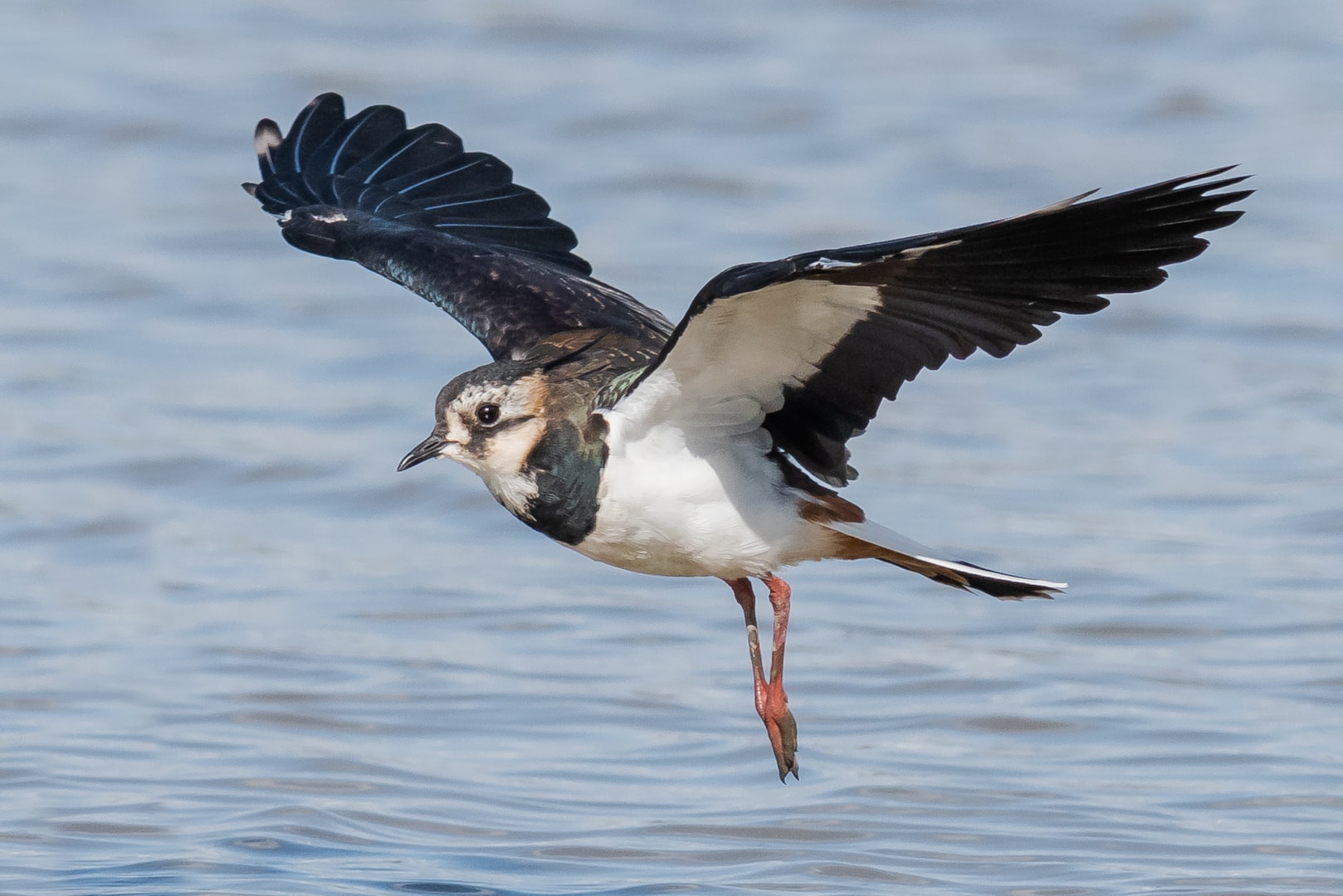 Northern Lapwing by J G Snowball - BirdGuides