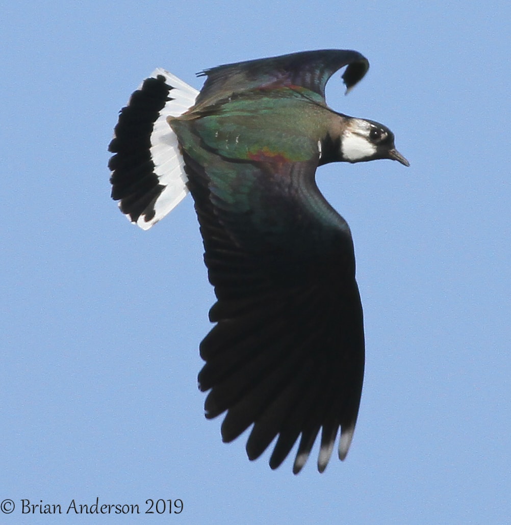 Northern Lapwing by Brian Anderson - BirdGuides