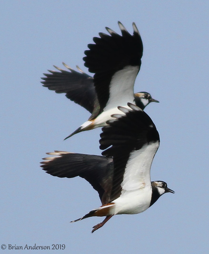 Northern Lapwing by Brian Anderson - BirdGuides