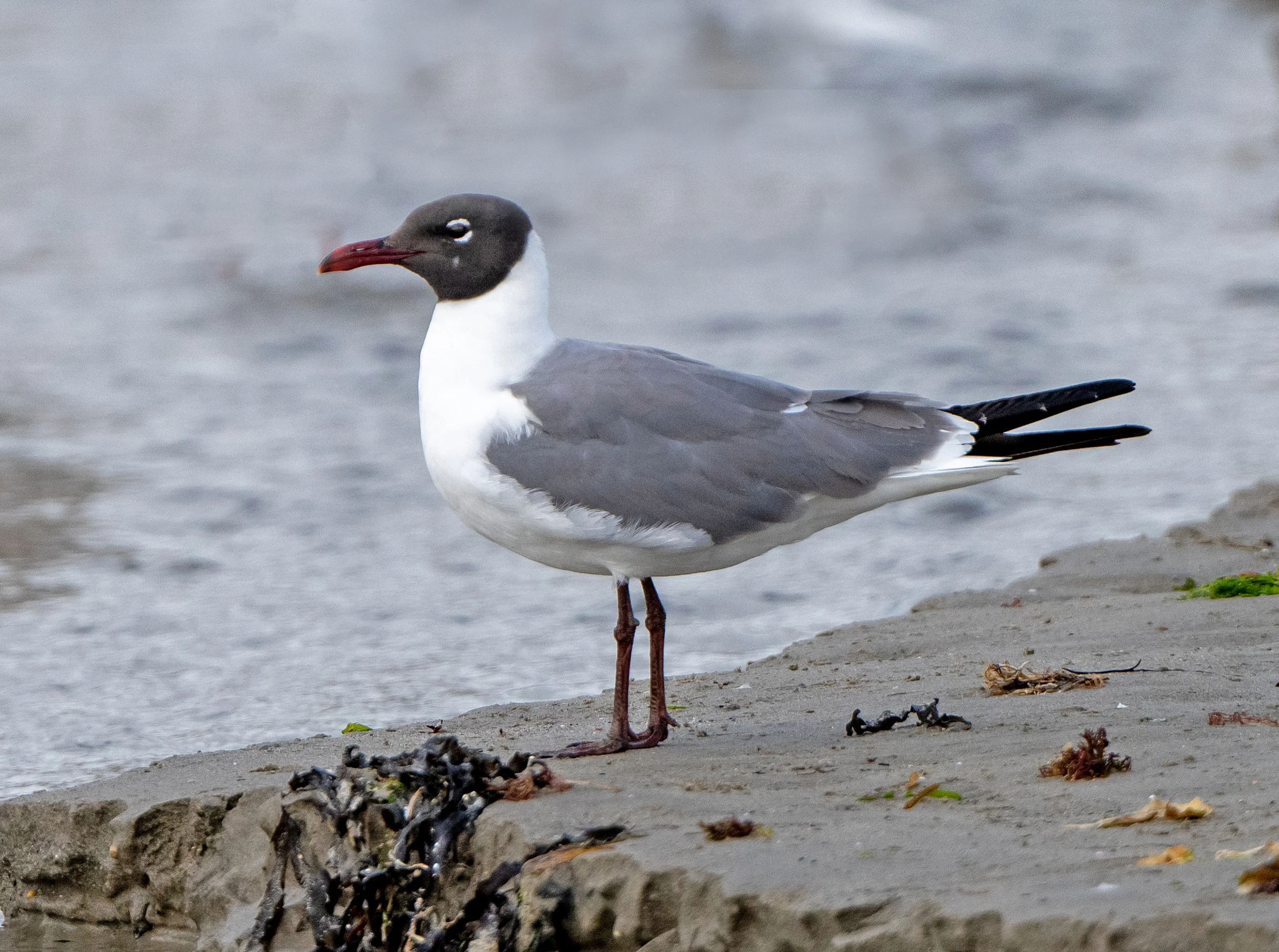 Sighting Report - BirdGuides