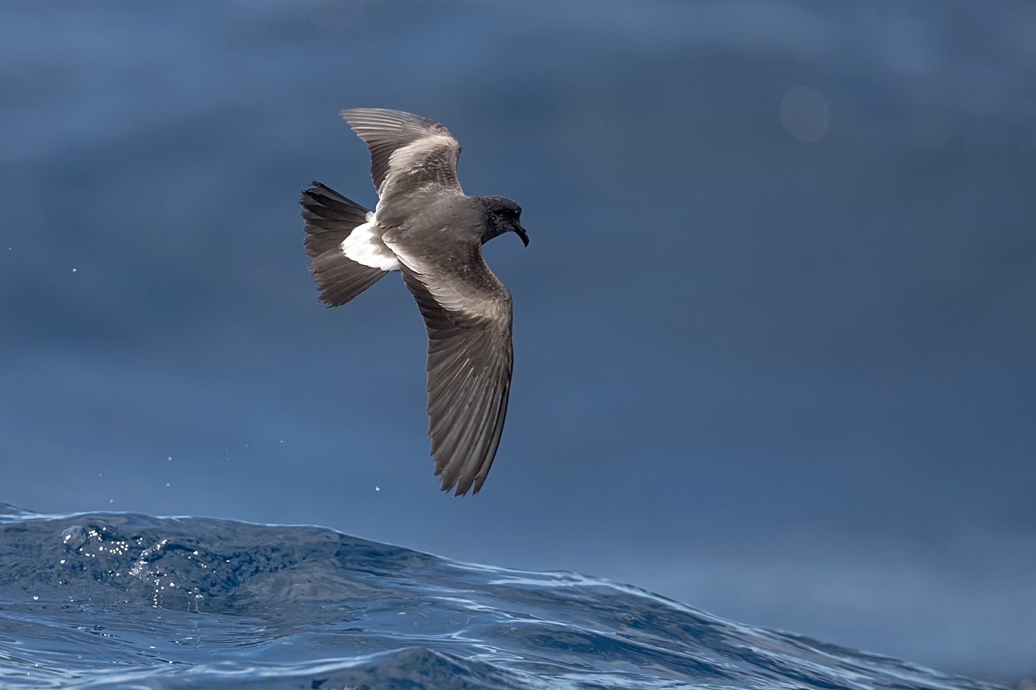 Leach's Storm Petrel by Stephen Daly - BirdGuides