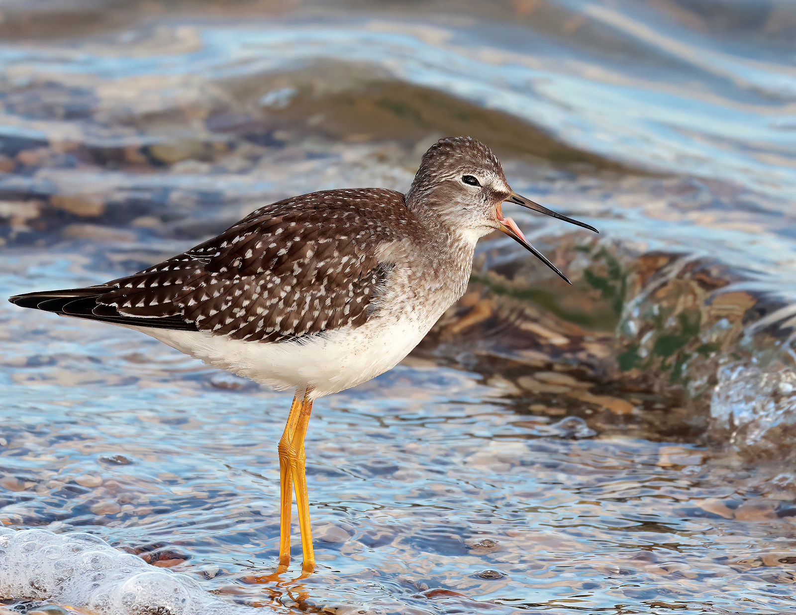 Lesser Yellowlegs by Darren Chapman - BirdGuides