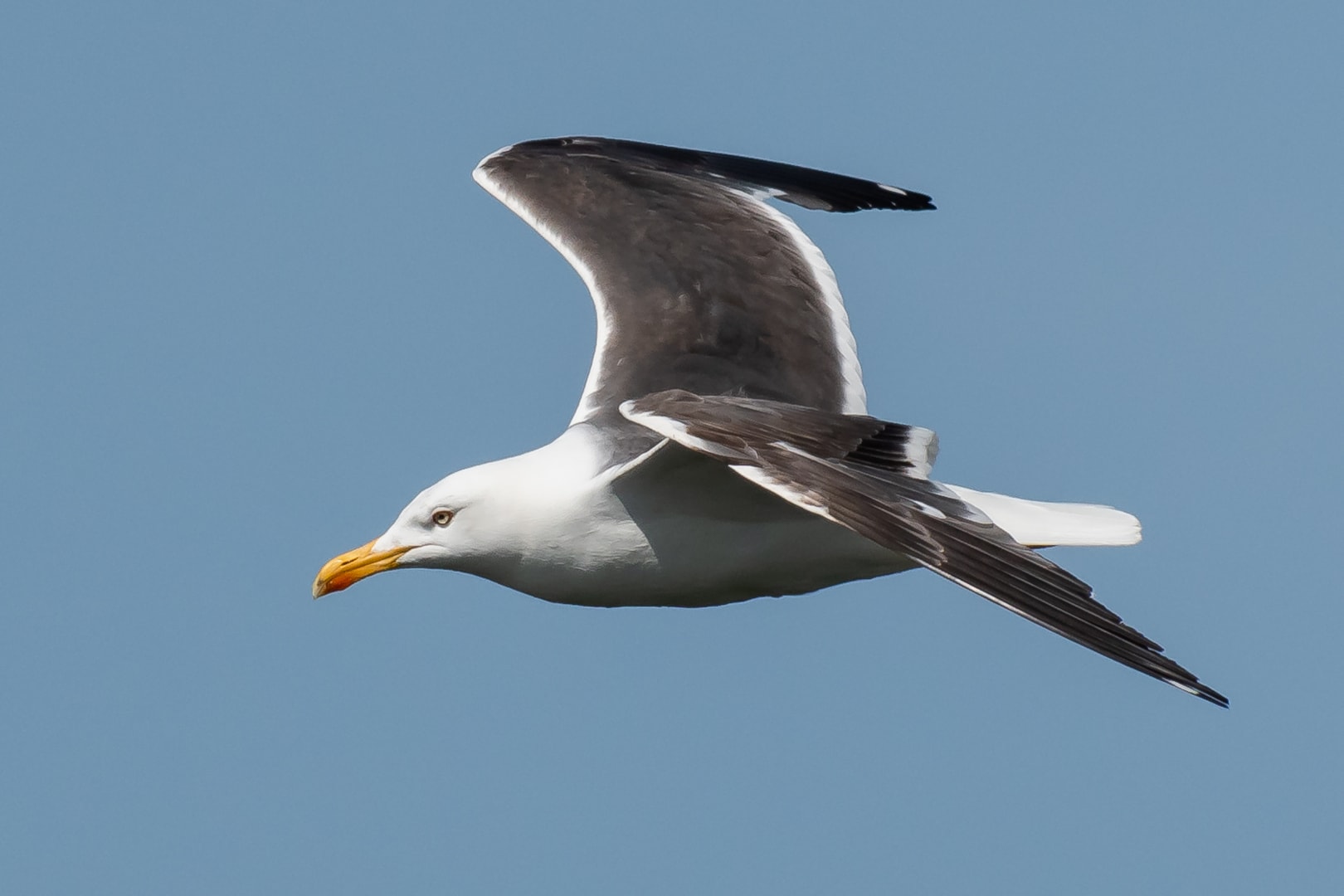Lesser Black-backed Gull by J G Snowball - BirdGuides
