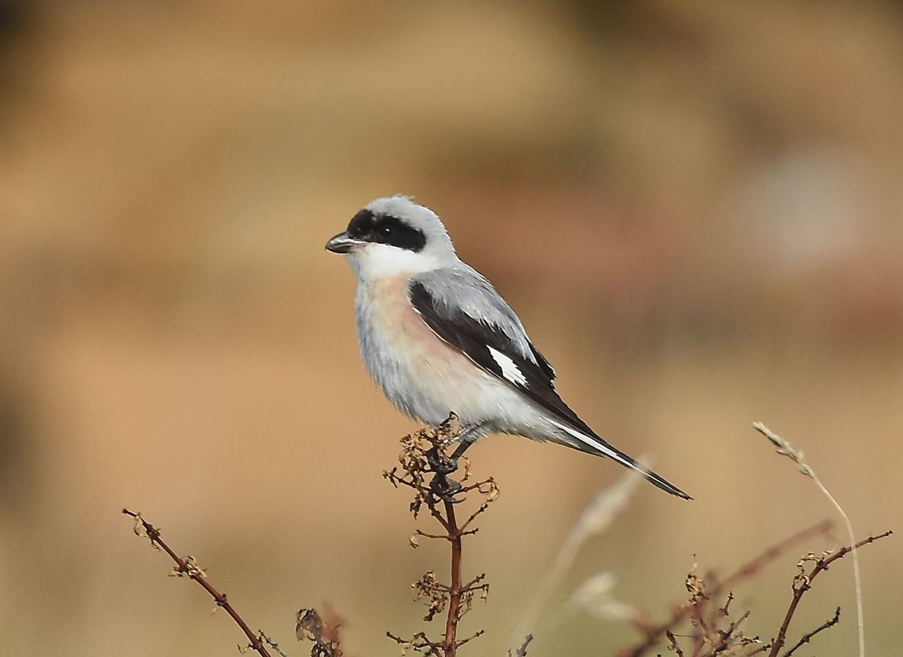 Lesser Grey Shrike by Roger Ridley - BirdGuides