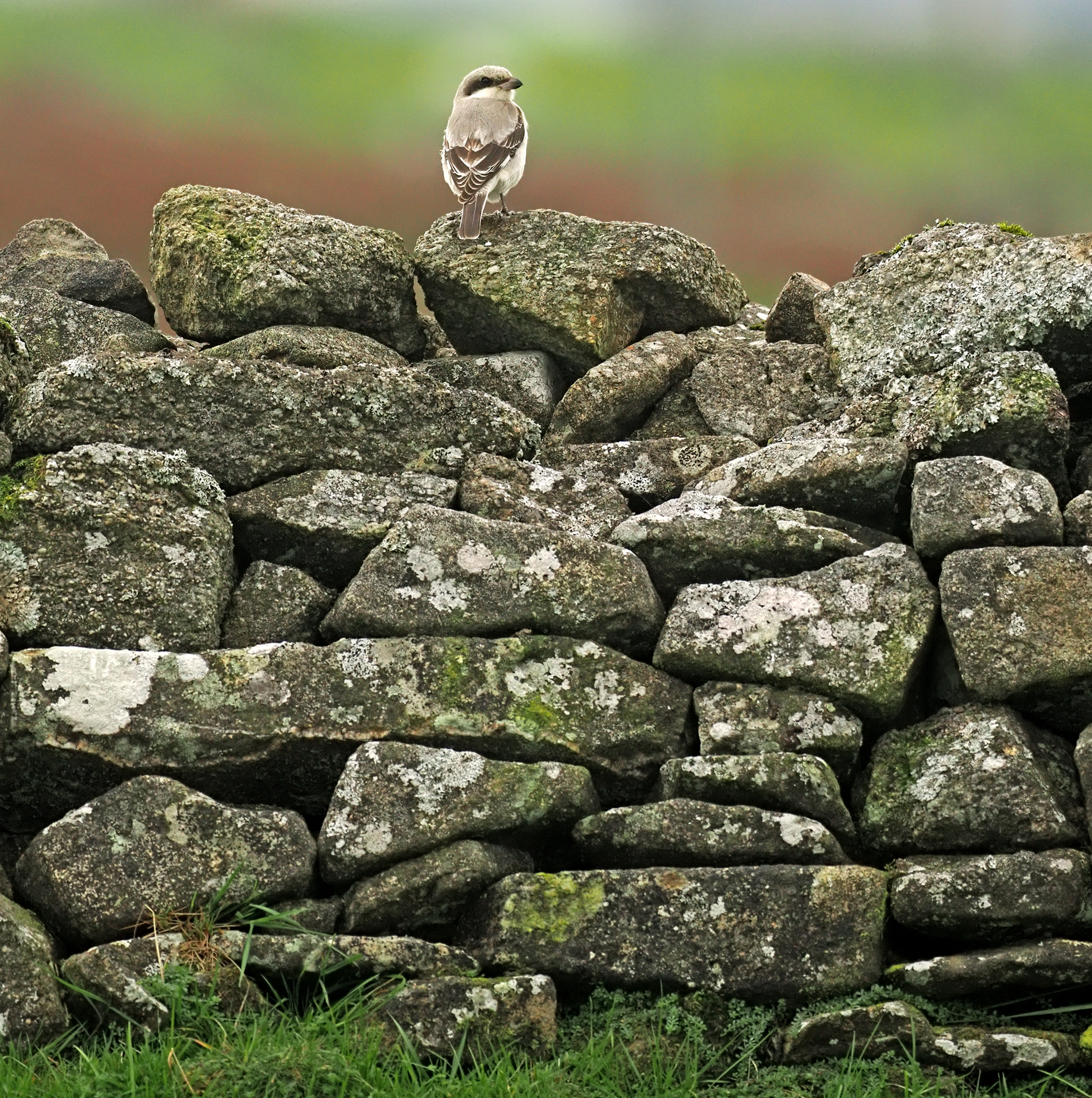 Lesser Grey Shrike by Adrian Davey - BirdGuides
