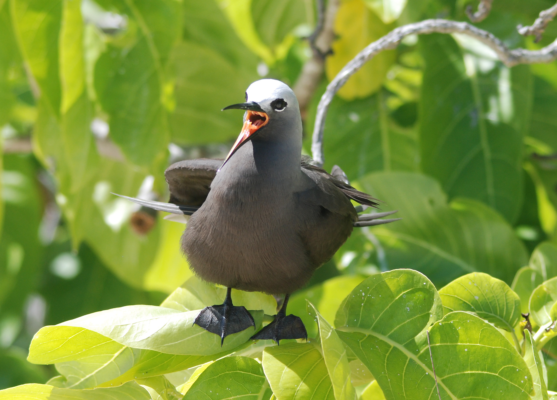 Lesser Noddy by Patrick Mayer - BirdGuides