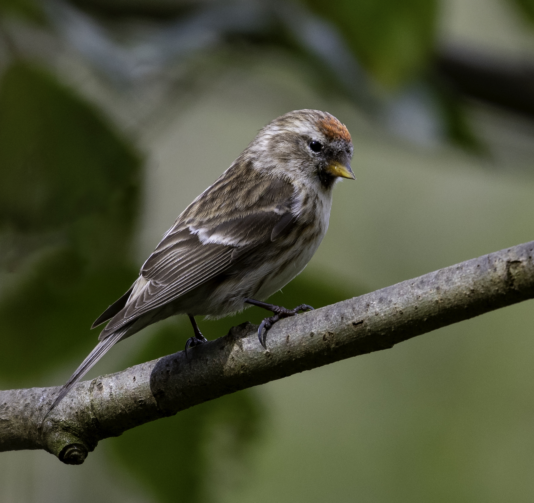 Lesser Redpoll by Geoffrey Dicker - BirdGuides