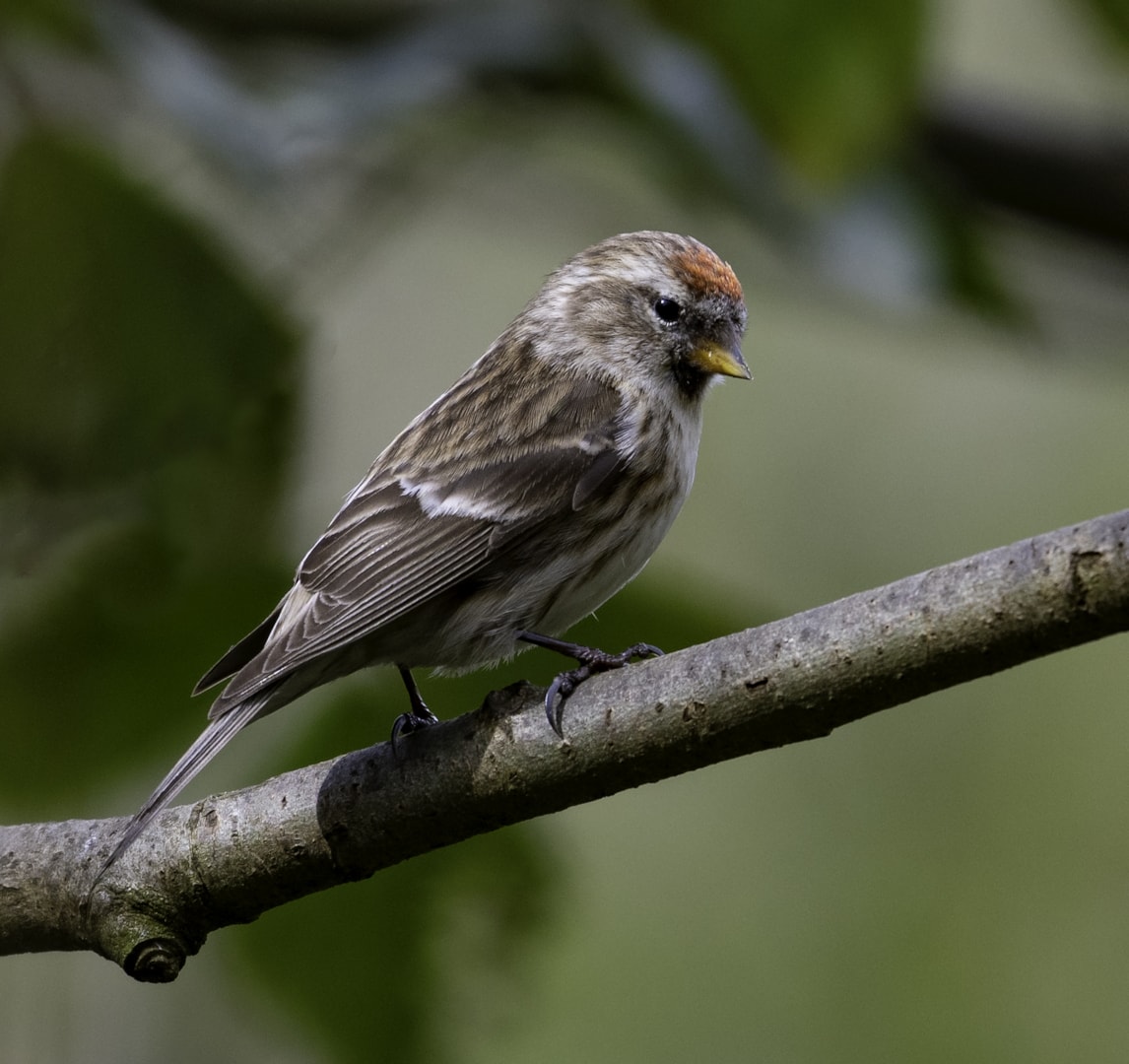 Lesser Redpoll by Geoffrey Dicker - BirdGuides