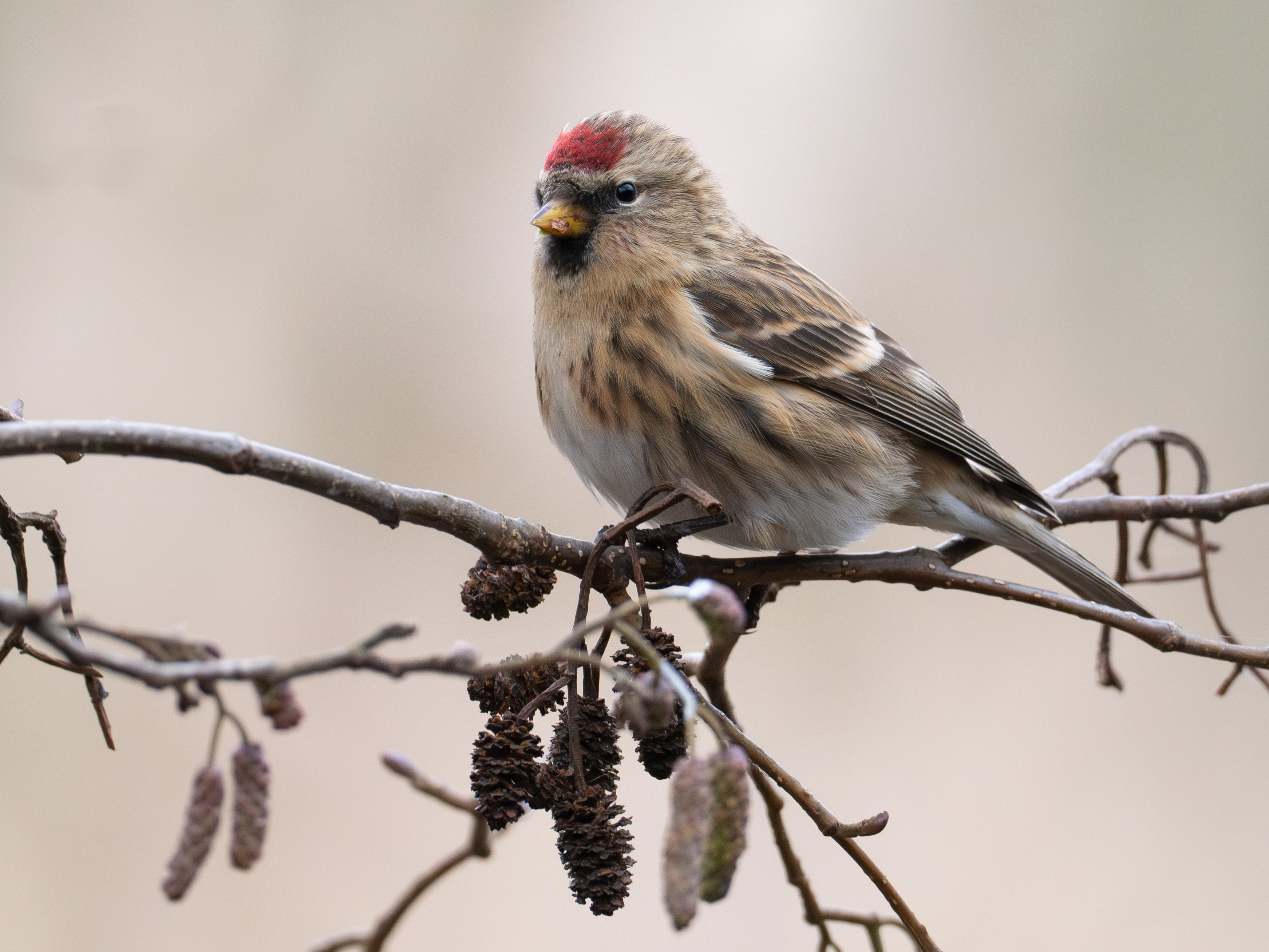 Lesser Redpoll by Jim Mountain - BirdGuides