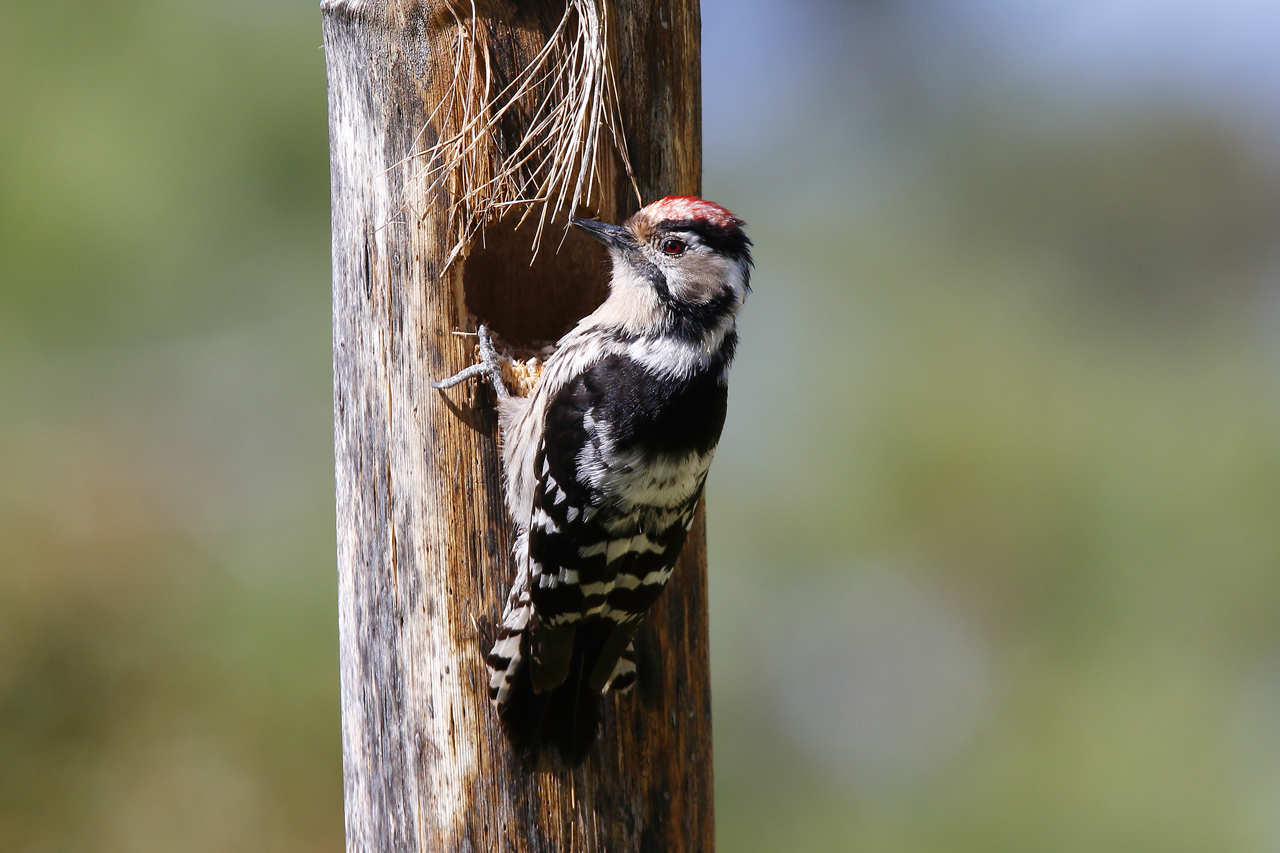 Finding Lesser Spotted Woodpeckers - BirdGuides