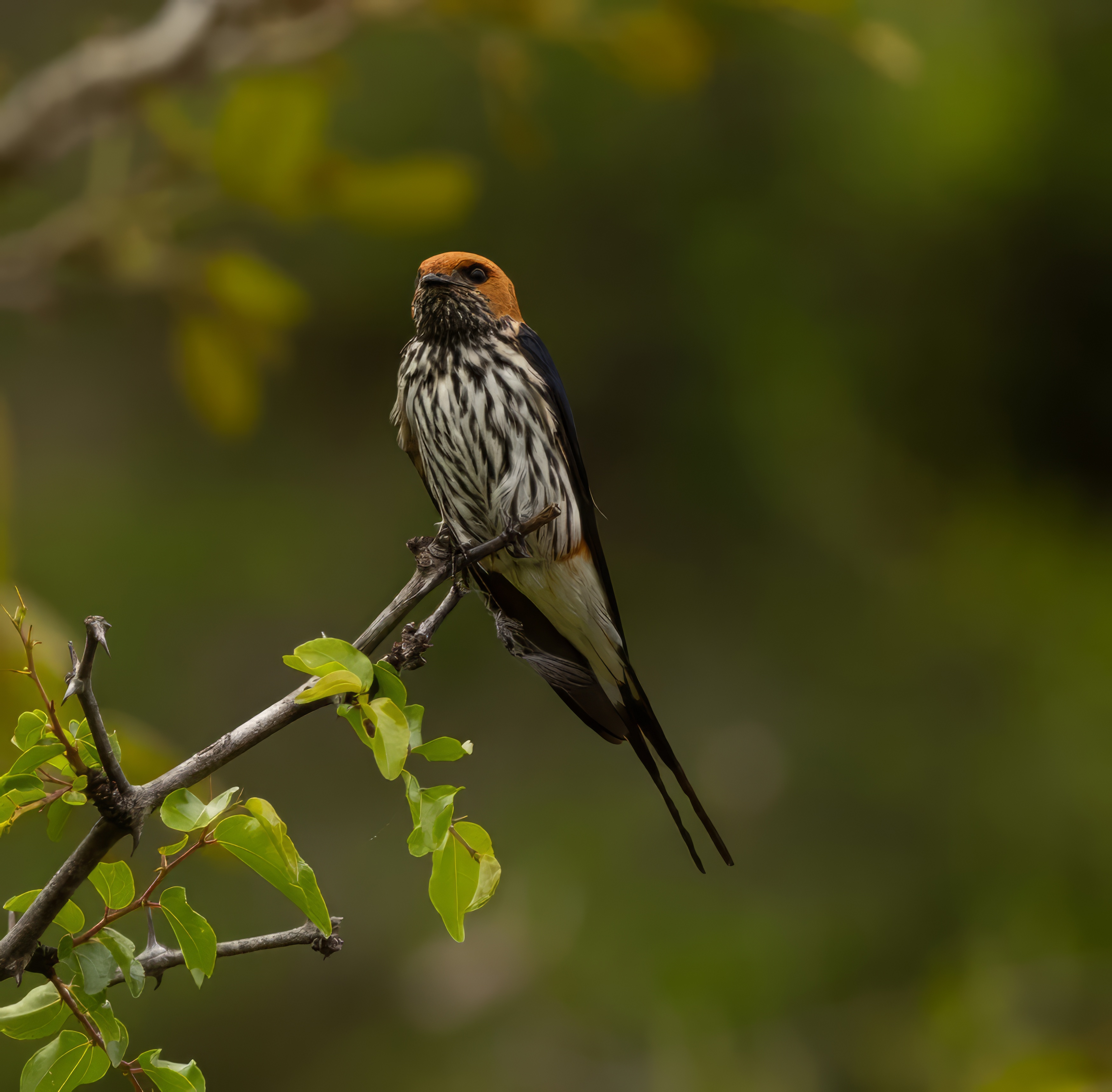 Lesser Striped Swallow by Tony Fothergill - BirdGuides
