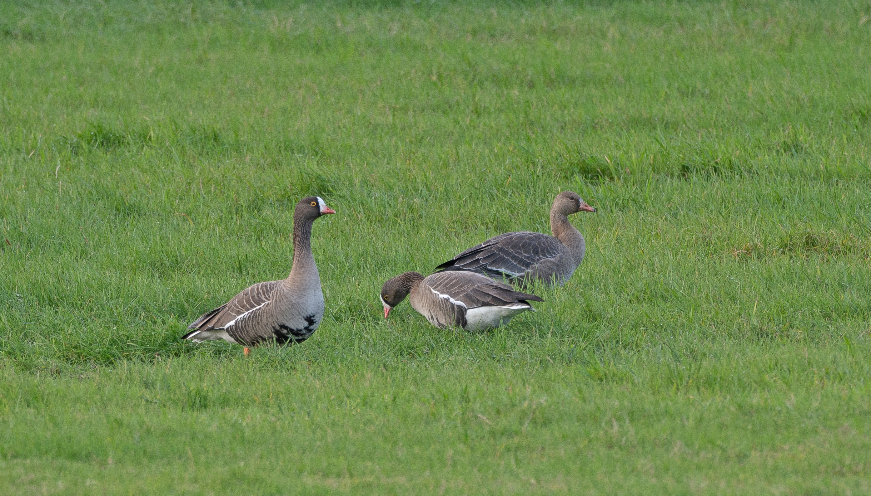 Lesser White-fronted Goose by John Hewitt - BirdGuides