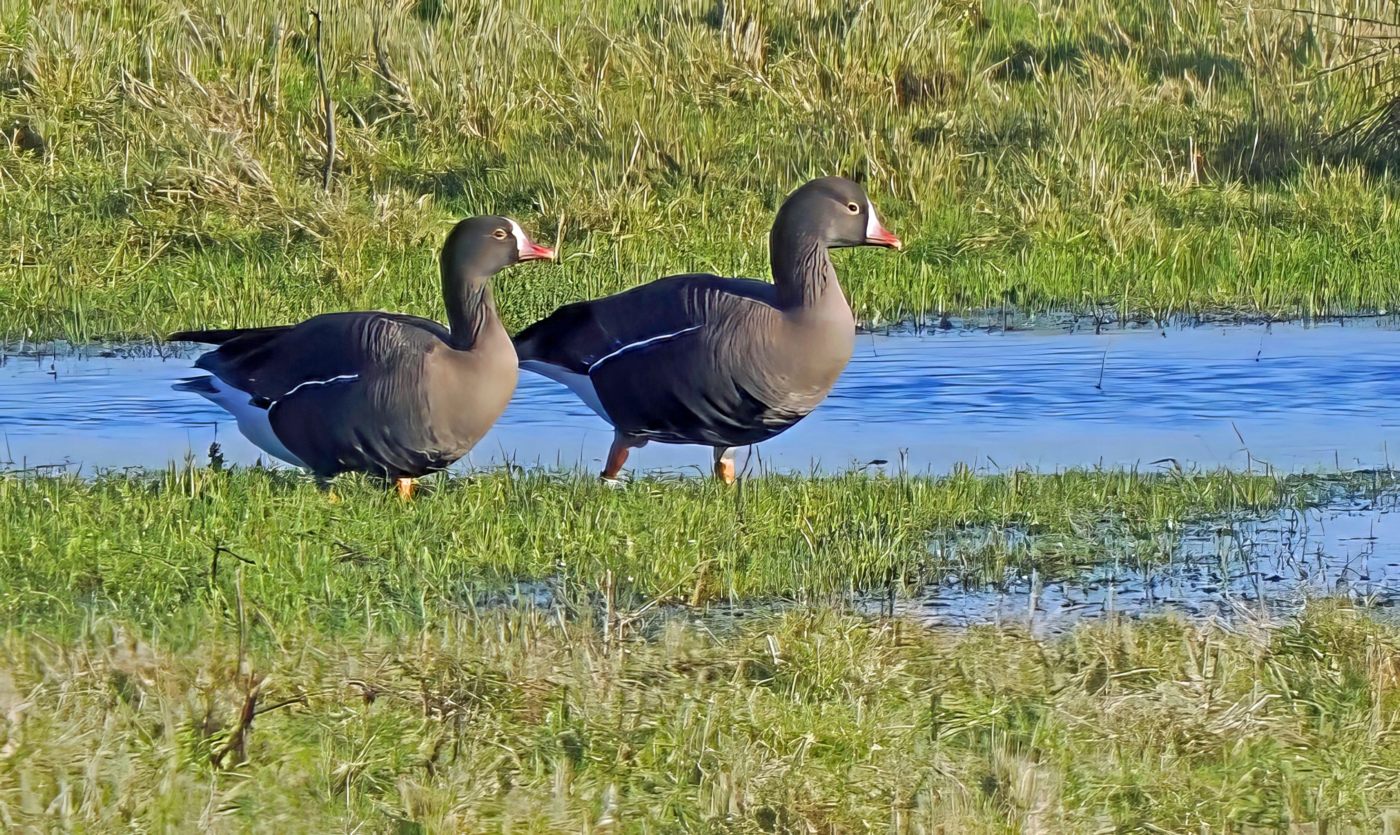 Sighting Report - BirdGuides