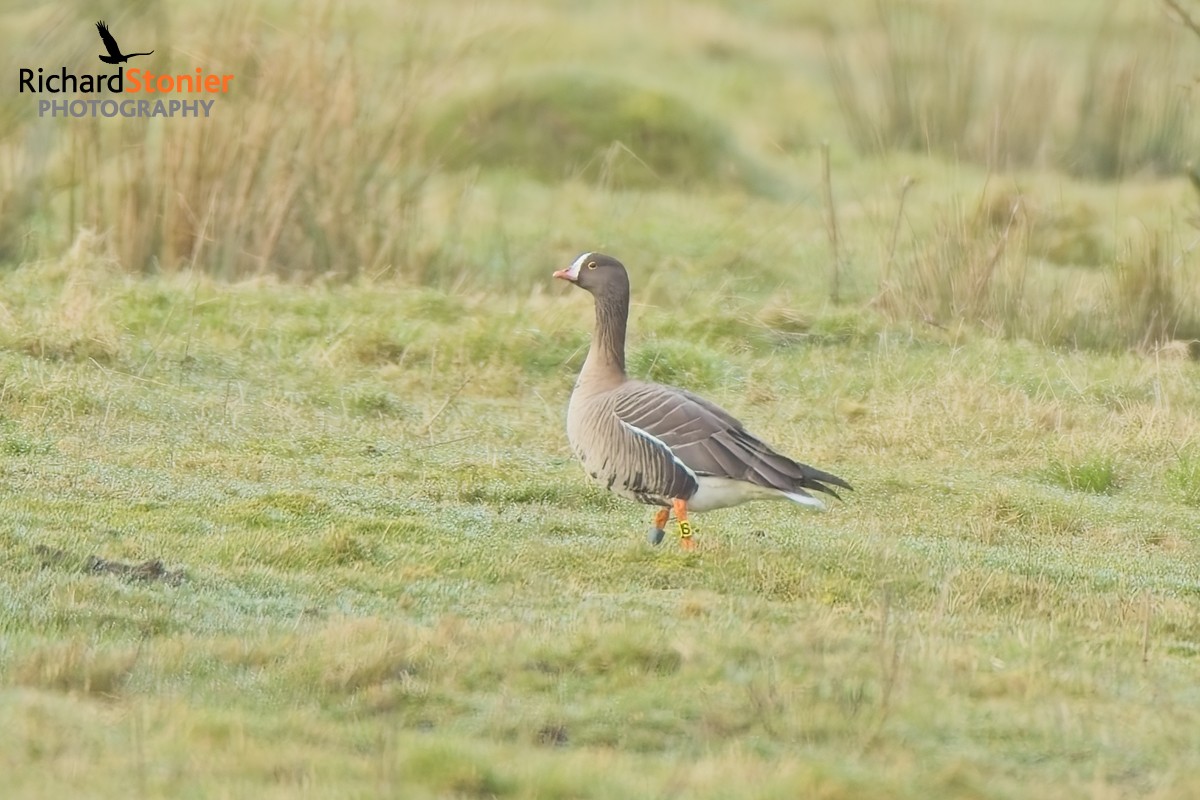 Lesser White-fronted Goose by Richard Stonier - BirdGuides