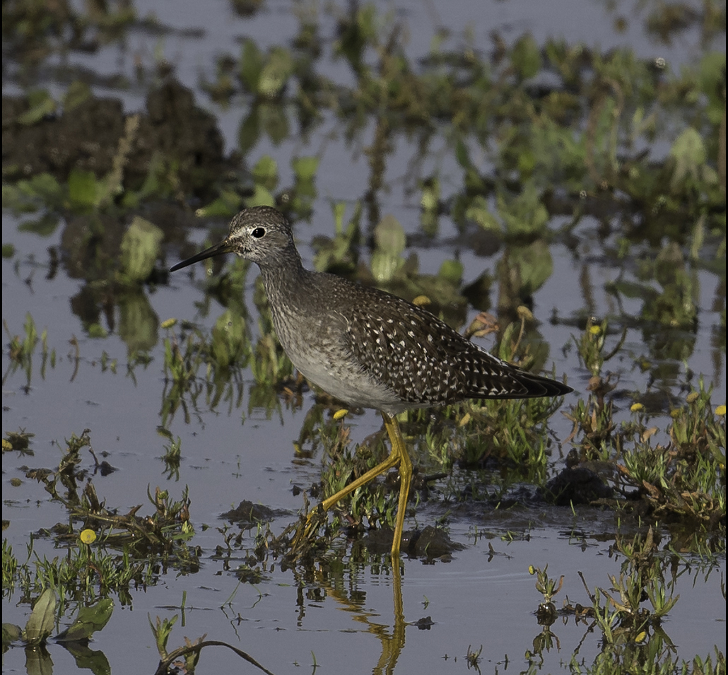 Lesser Yellowlegs by RICHARD GABB - BirdGuides