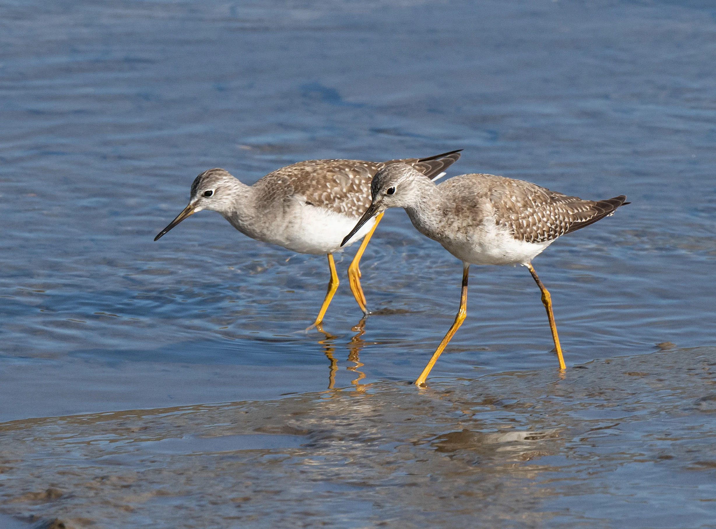 Details : Lesser Yellowlegs - BirdGuides