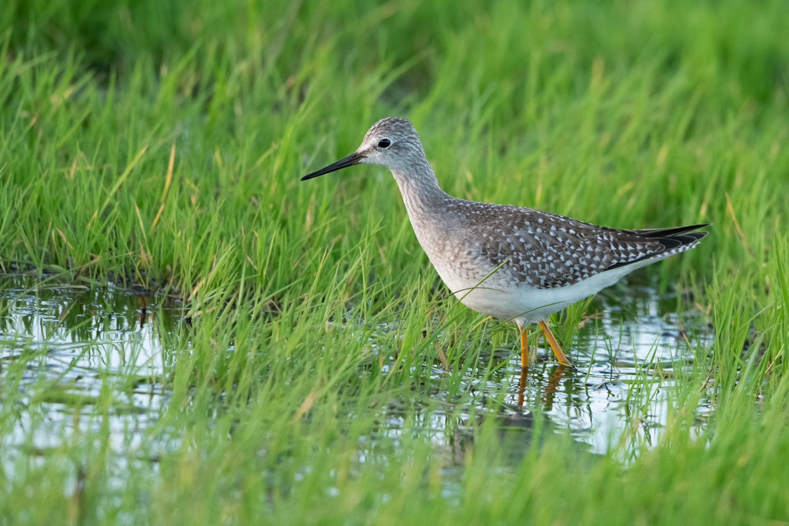 Lesser Yellowlegs by Jim Mountain - BirdGuides