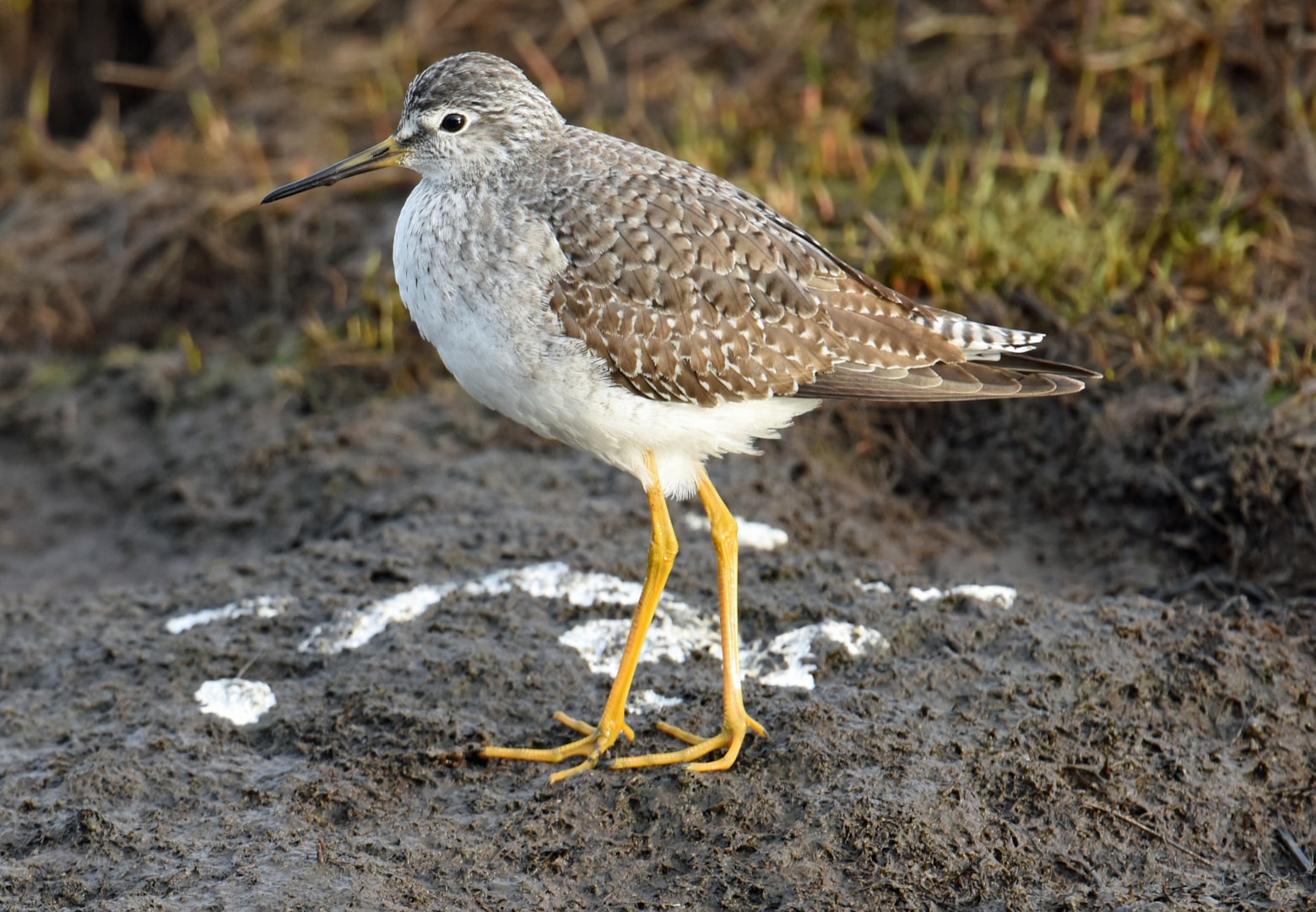 Lesser Yellowlegs by Tony Hovell - BirdGuides