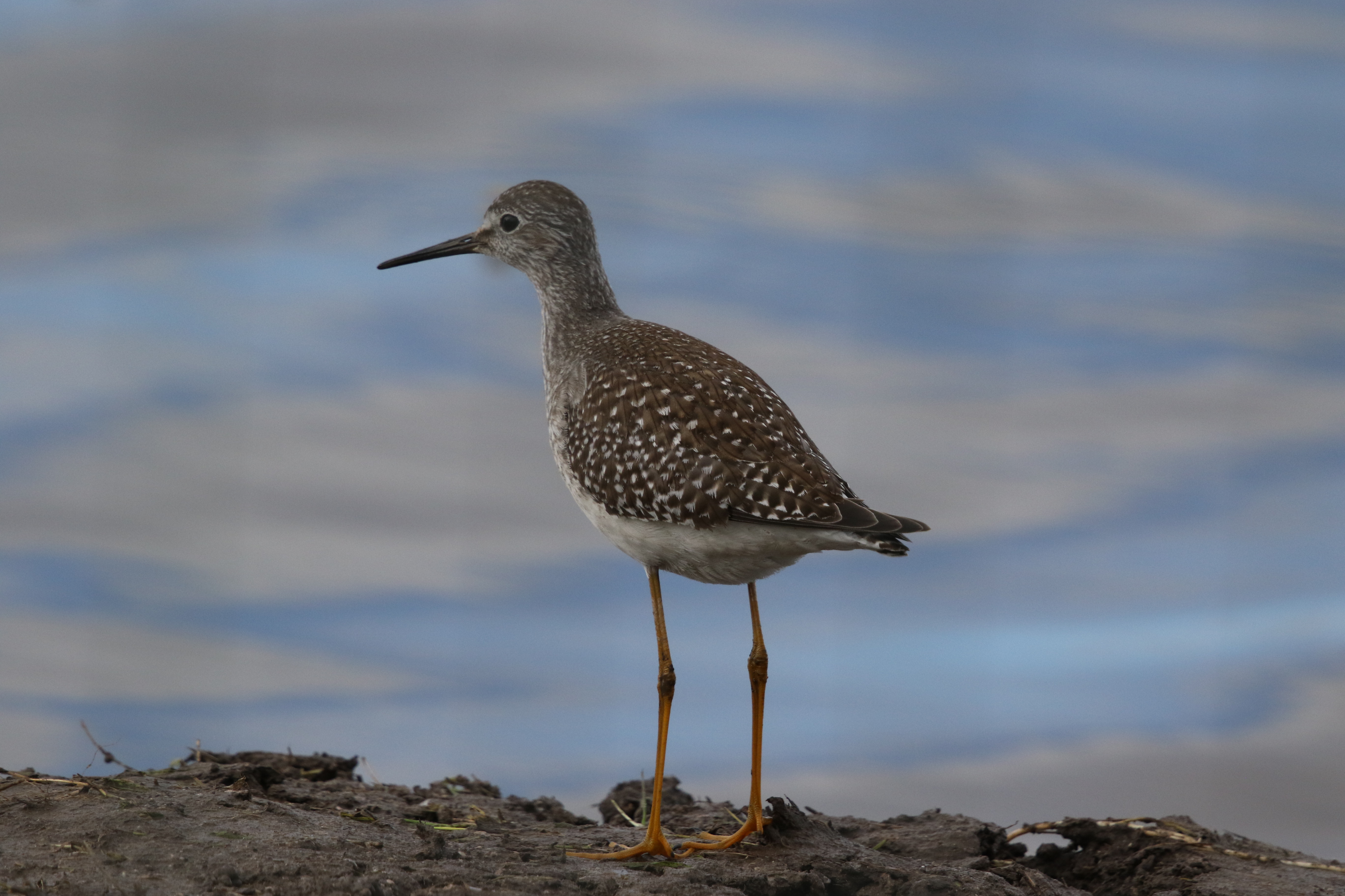 Lesser Yellowlegs by David Bradshaw - BirdGuides