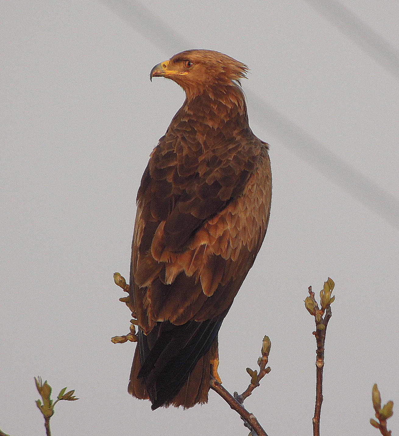 Details : Lesser Spotted Eagle - BirdGuides