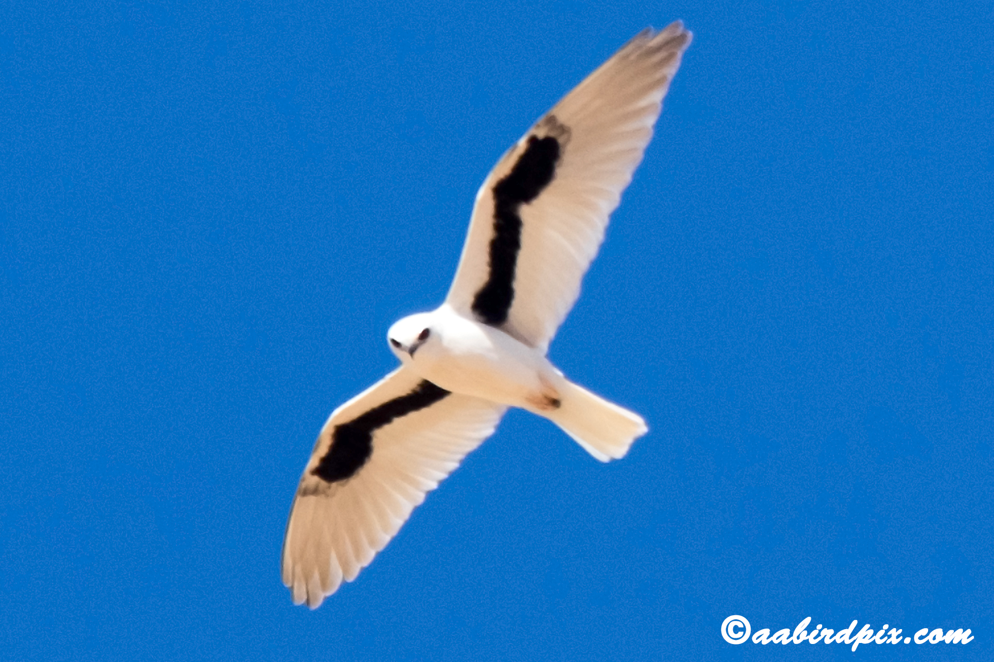 Letter-winged Kite by Alan Tate - BirdGuides