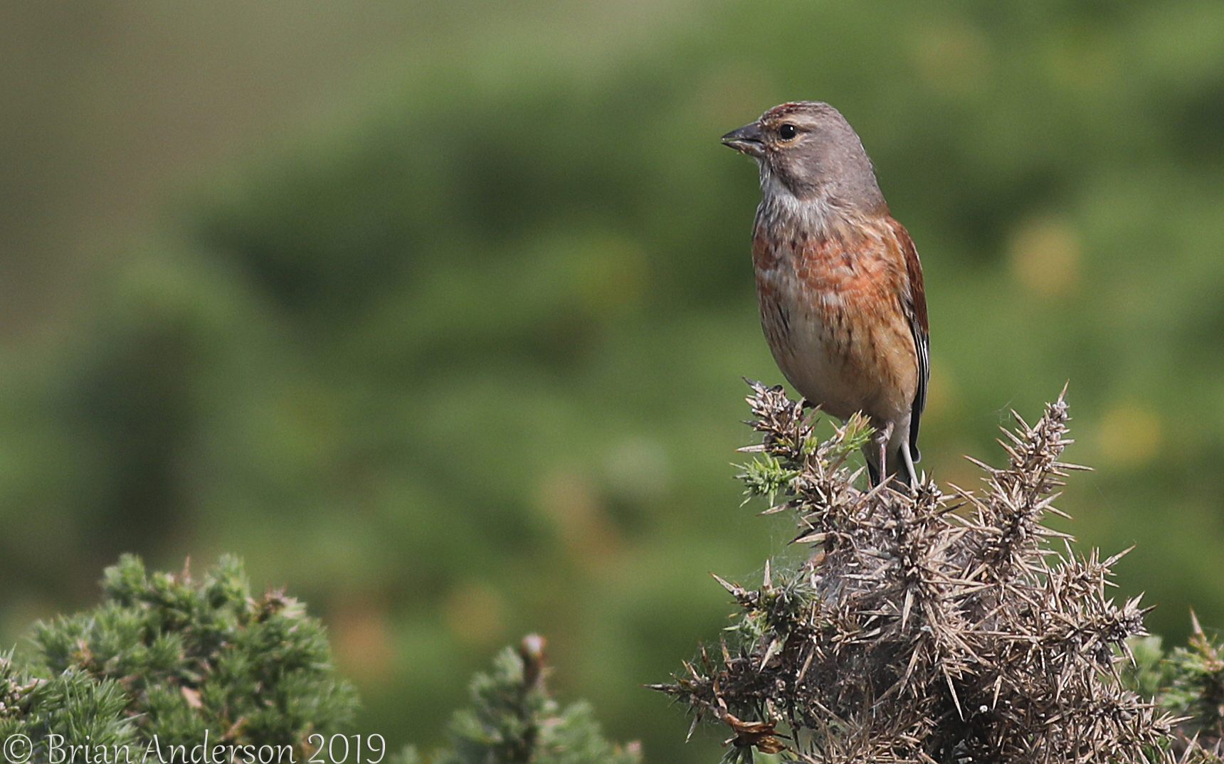 Common Linnet by Brian Anderson - BirdGuides