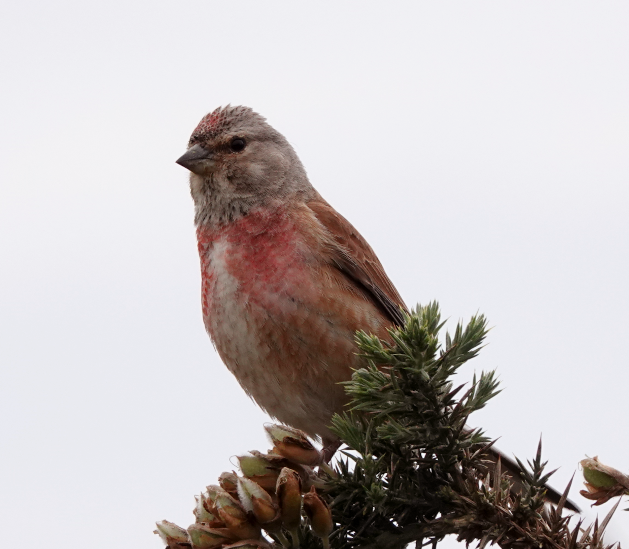 Common Linnet by Andy Hall - BirdGuides