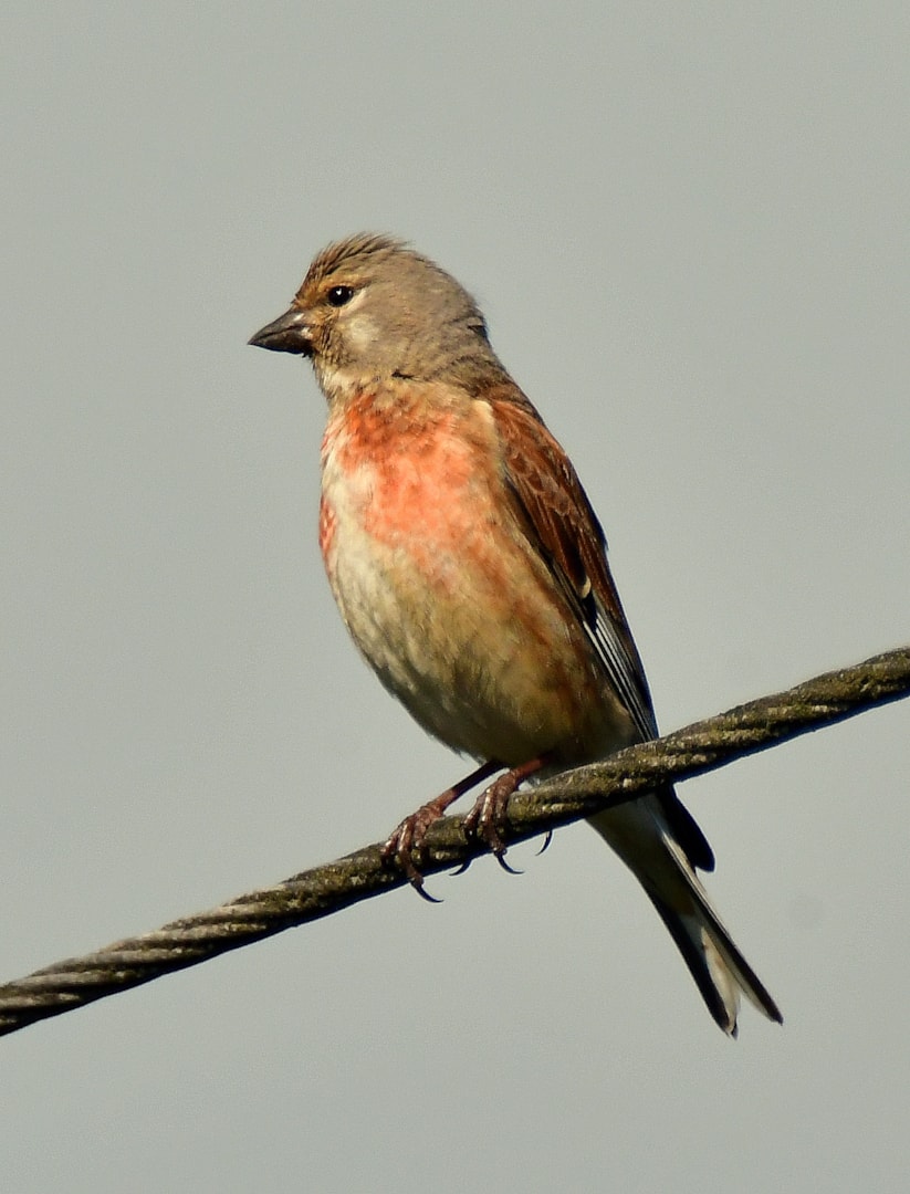 Common Linnet by Michael Neate - BirdGuides