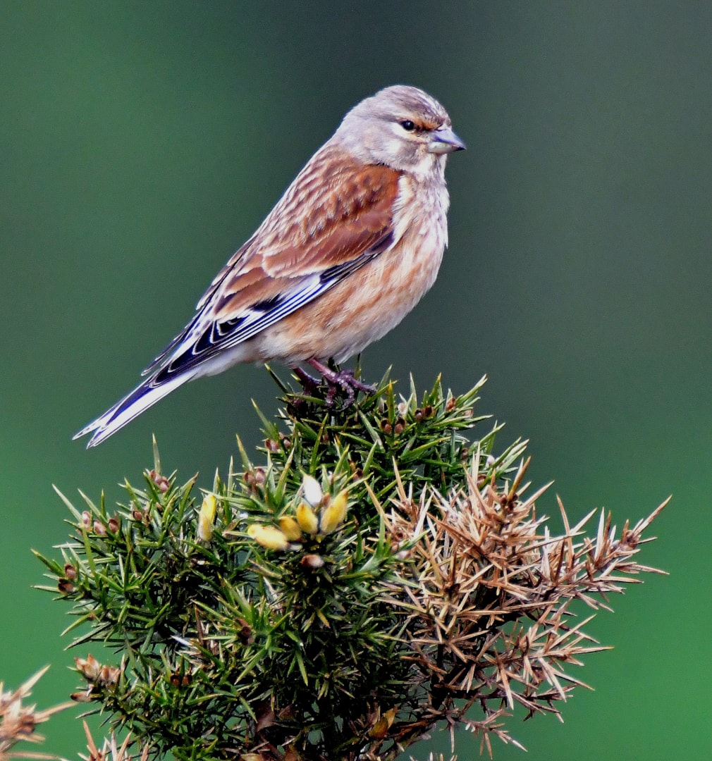 Common Linnet by Michael Neate - BirdGuides