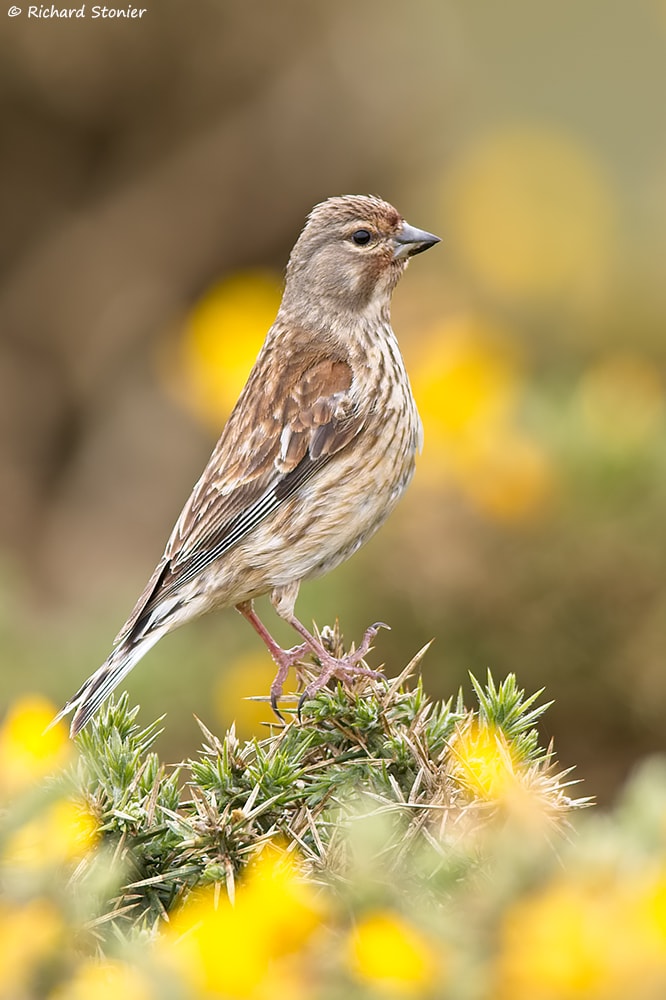 Common Linnet by Richard Stonier - BirdGuides