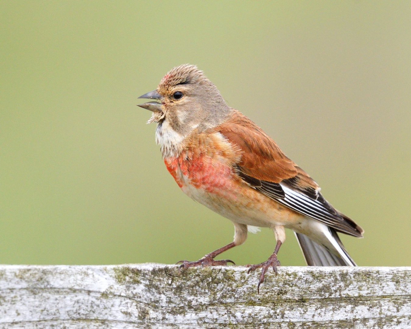 Common Linnet by Tom Hines - BirdGuides