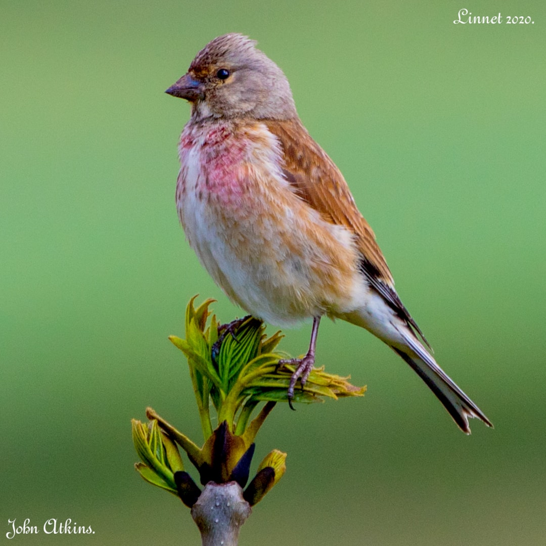 Common Linnet by John Atkins - BirdGuides
