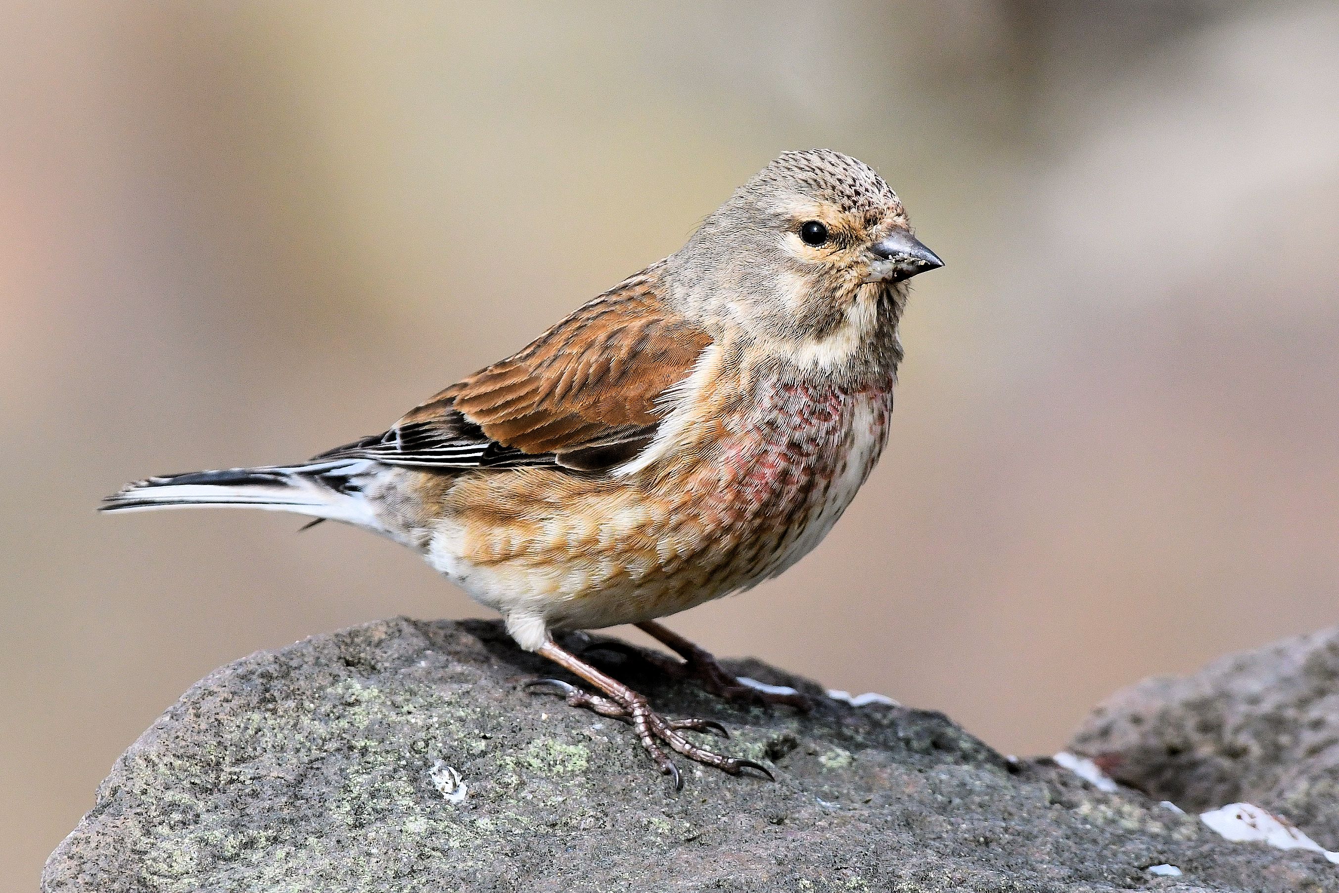 Common Linnet by Eddie Maguire - BirdGuides