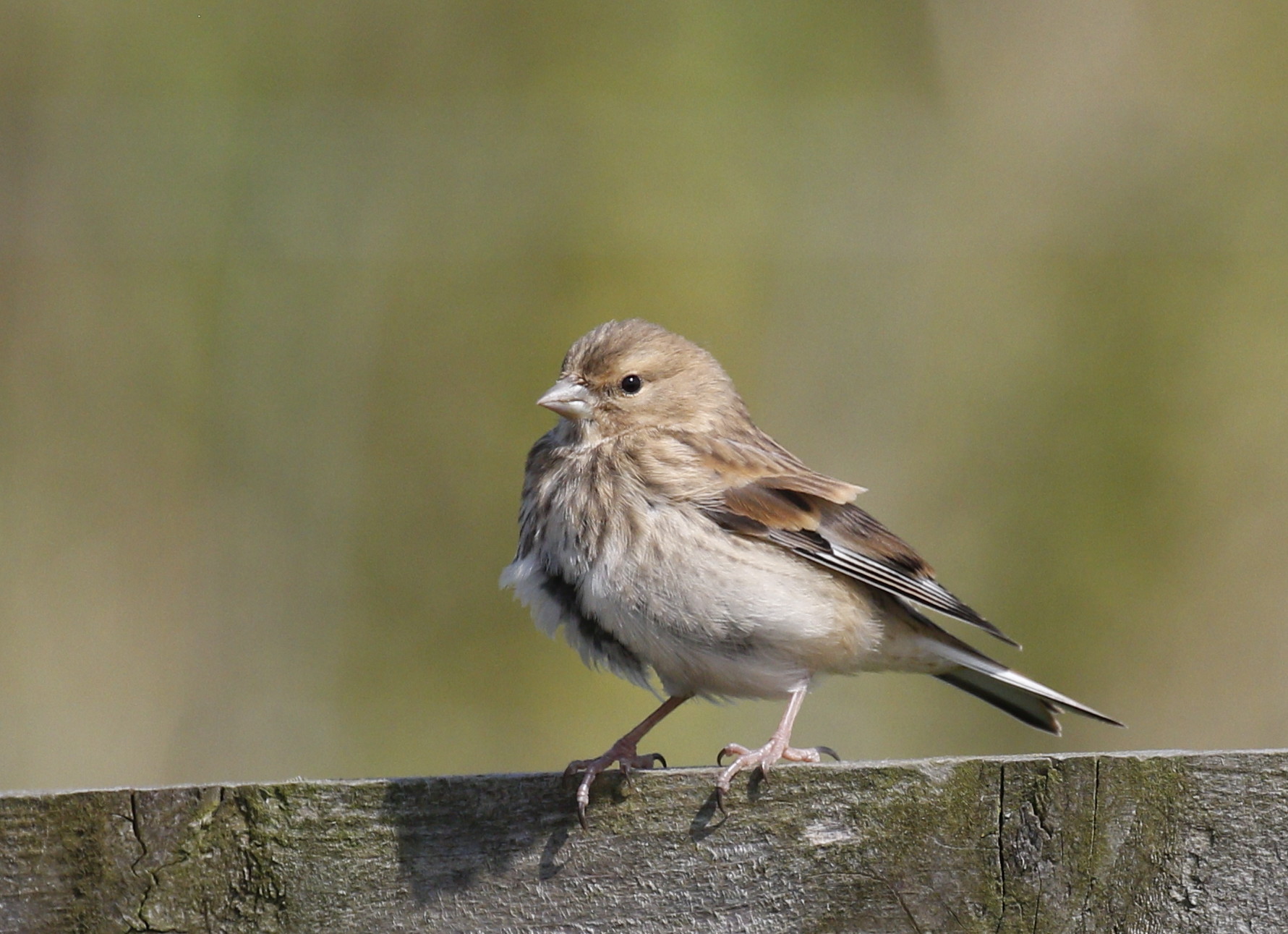 Common Linnet by David Bradshaw - BirdGuides