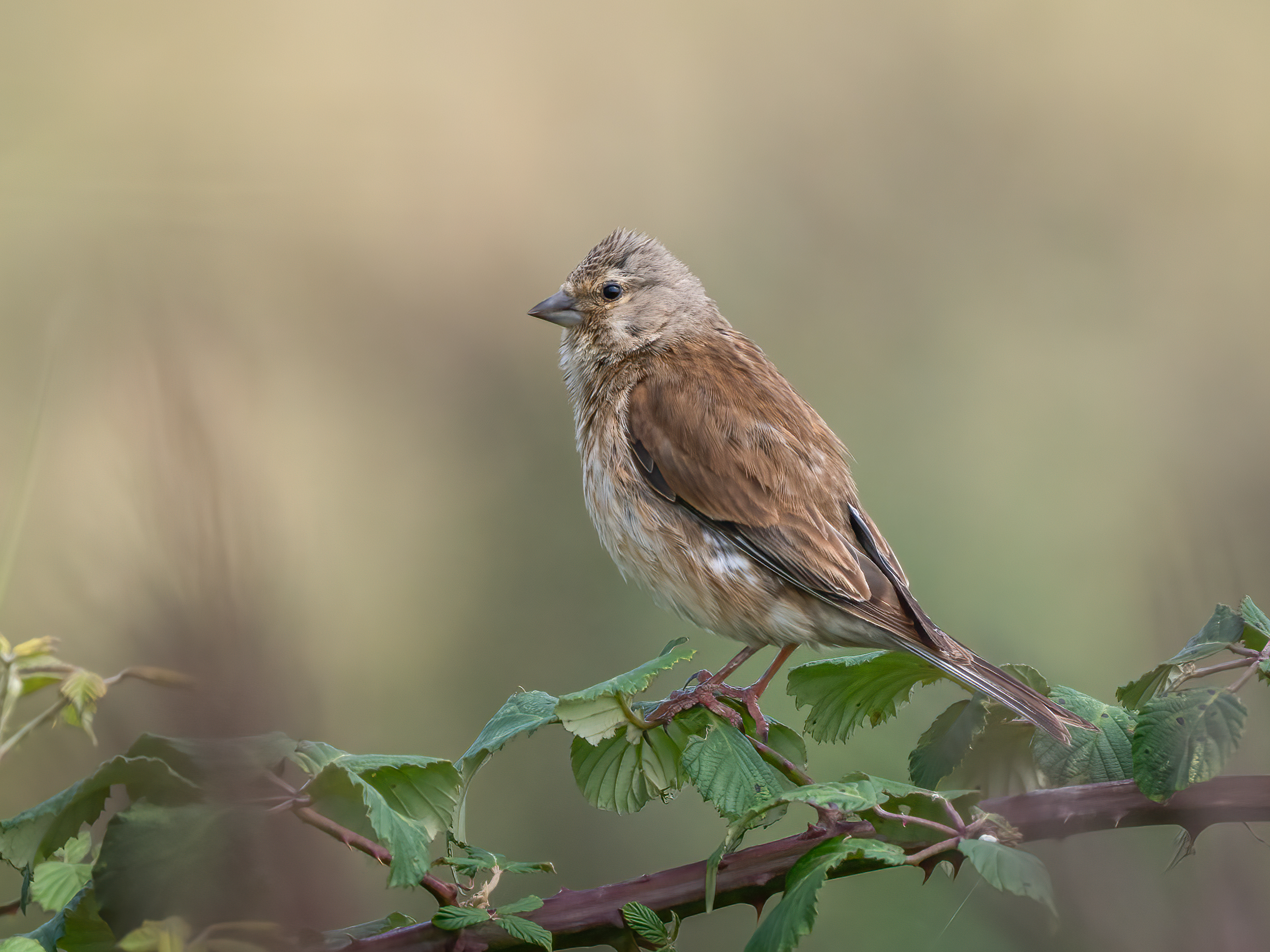 Common Linnet by Terry Laws - BirdGuides