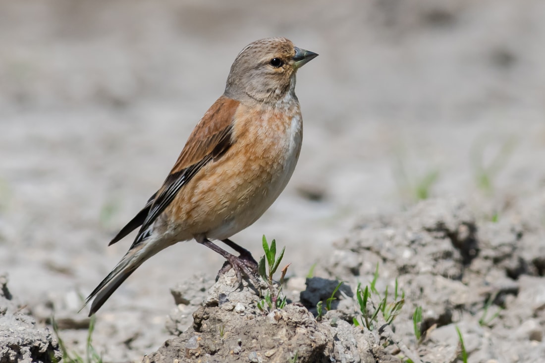 Common Linnet by Geoff Snowball - BirdGuides