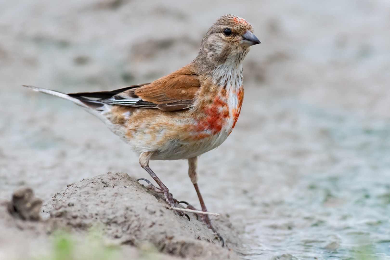 Common Linnet by Geoff Snowball - BirdGuides