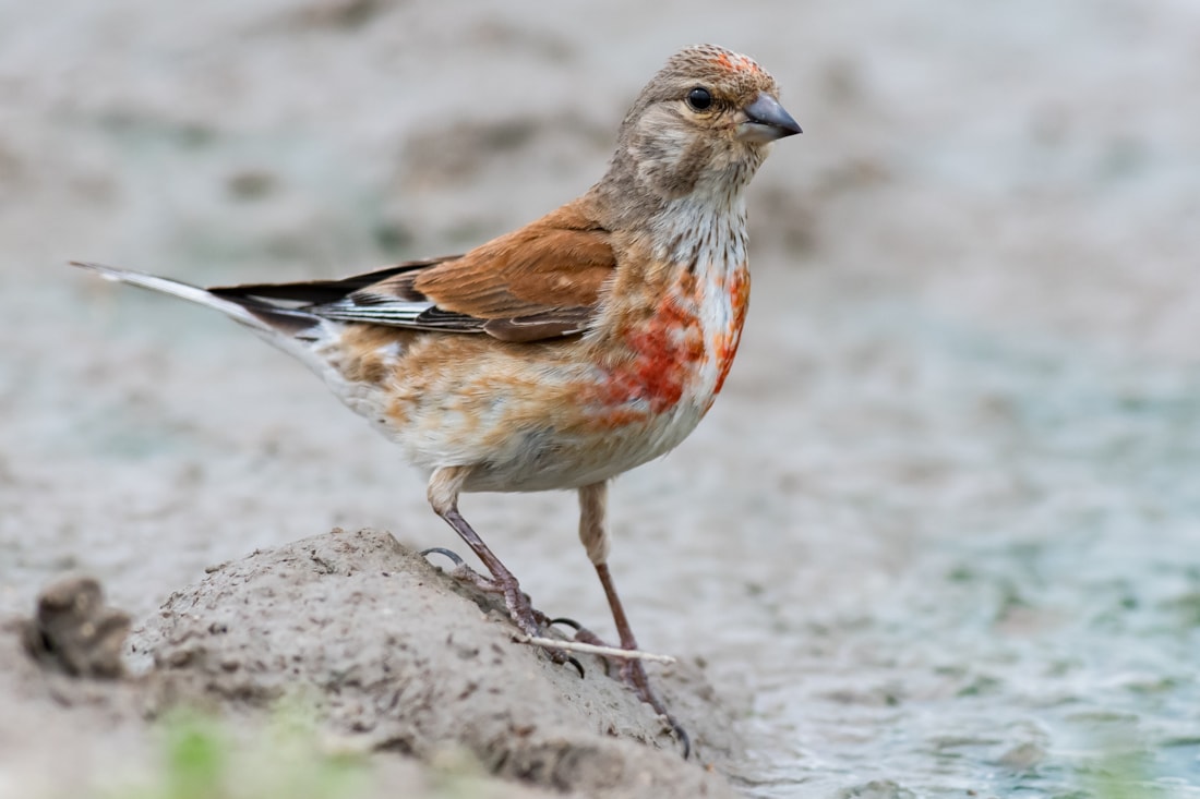Common Linnet by Geoff Snowball - BirdGuides