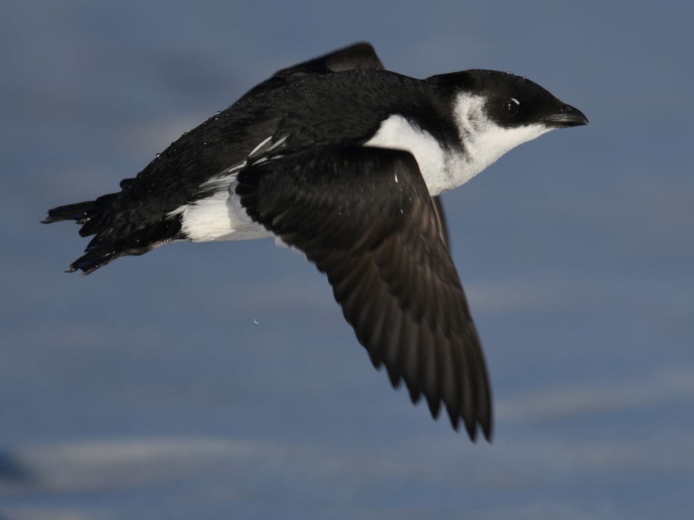 Little Auk by David Ball - BirdGuides