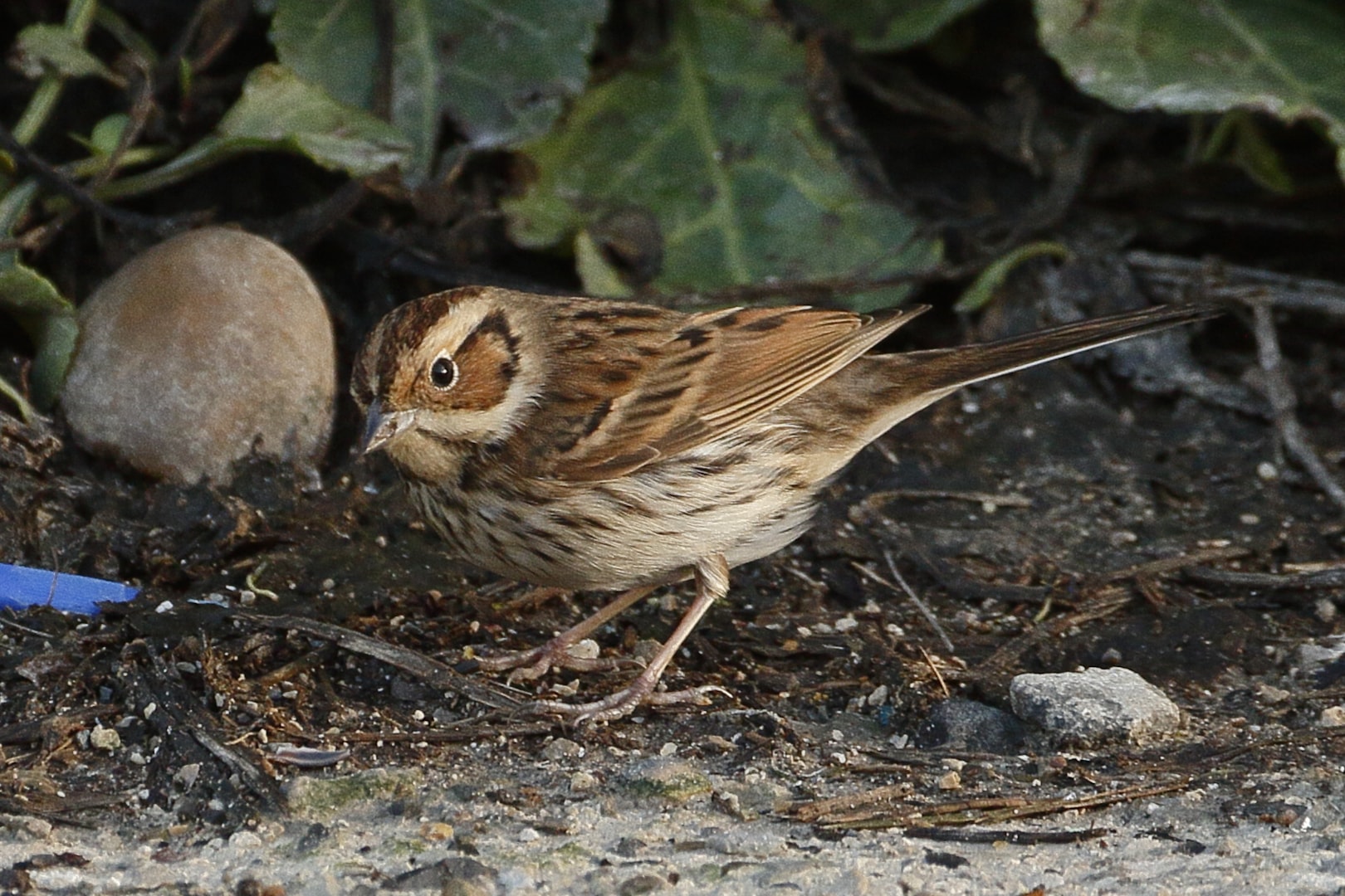 Little Bunting by Graham Jaggard - BirdGuides
