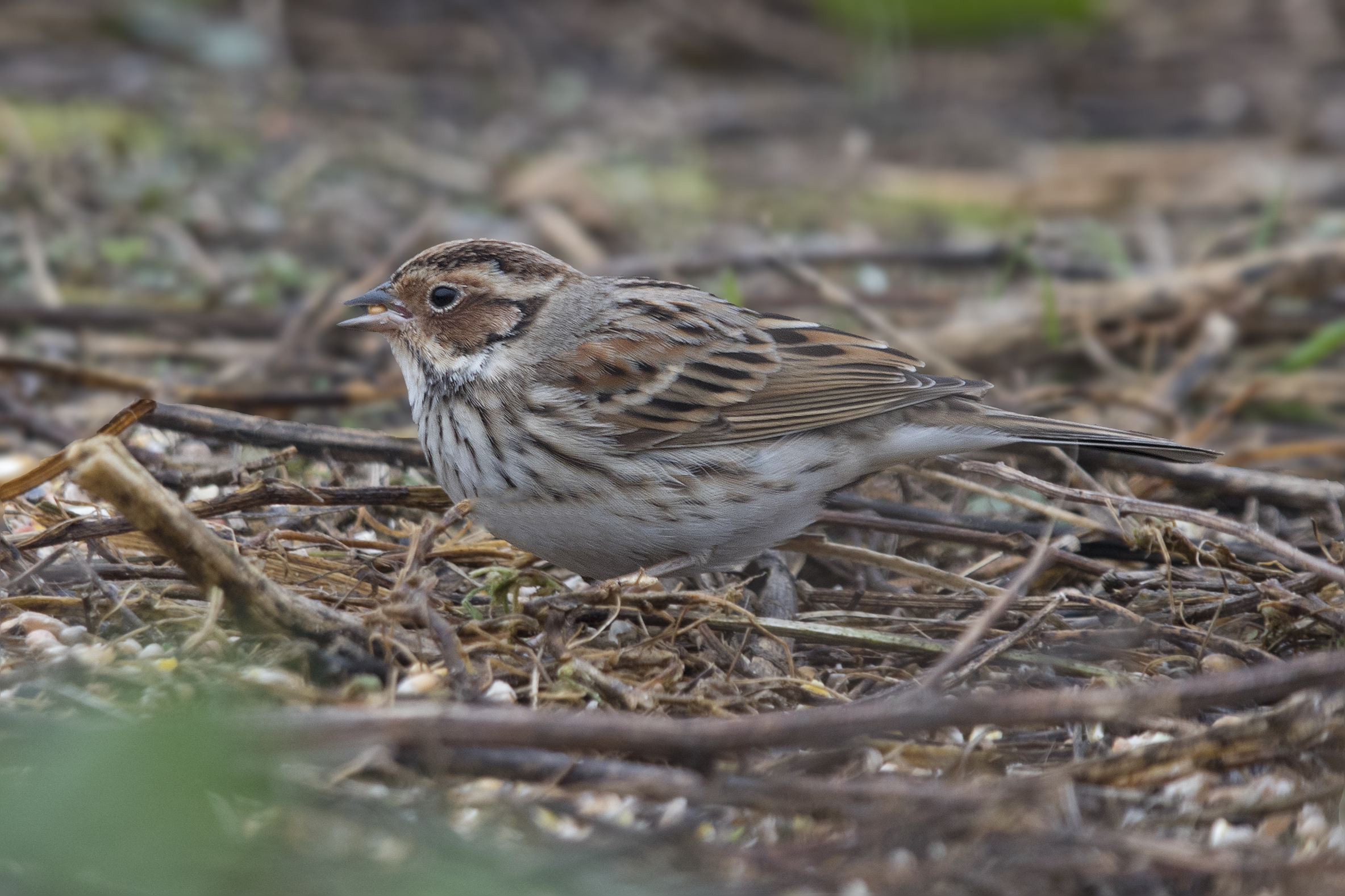 Little Bunting by Neil Hughes - BirdGuides
