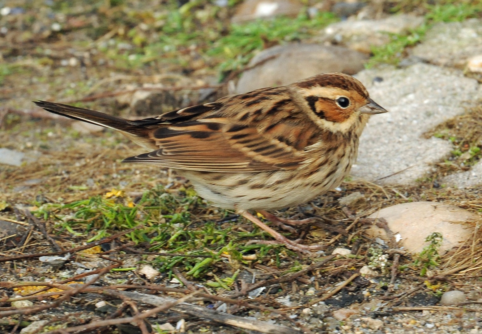 Little Bunting by Tony Hovell - BirdGuides