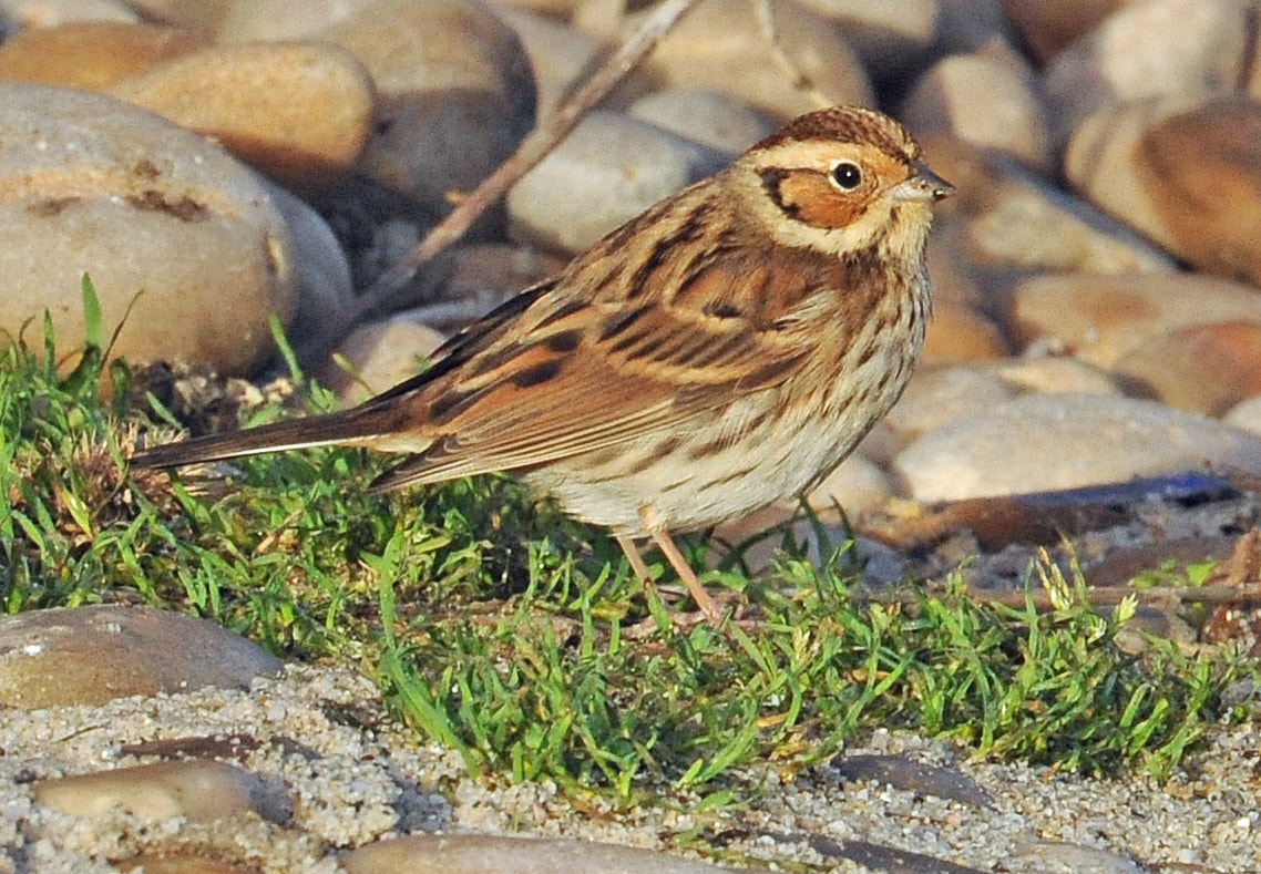 Little Bunting by Tony Hovell - BirdGuides