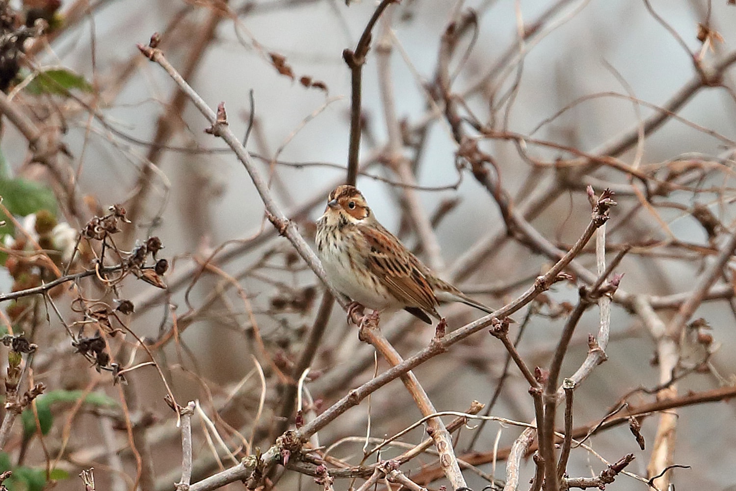 Little Bunting by Dominic Mitchell - BirdGuides