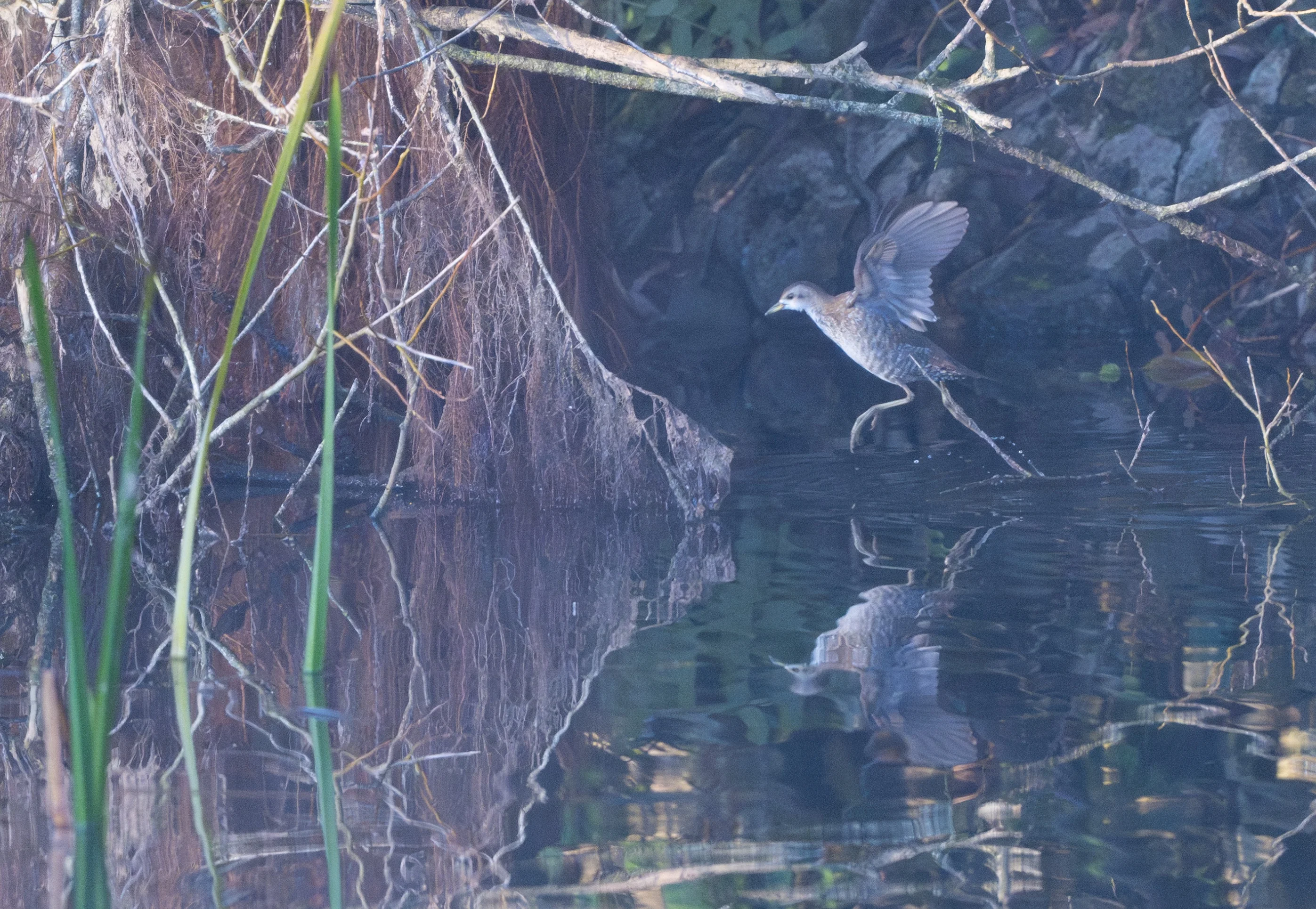 Sighting Report - BirdGuides