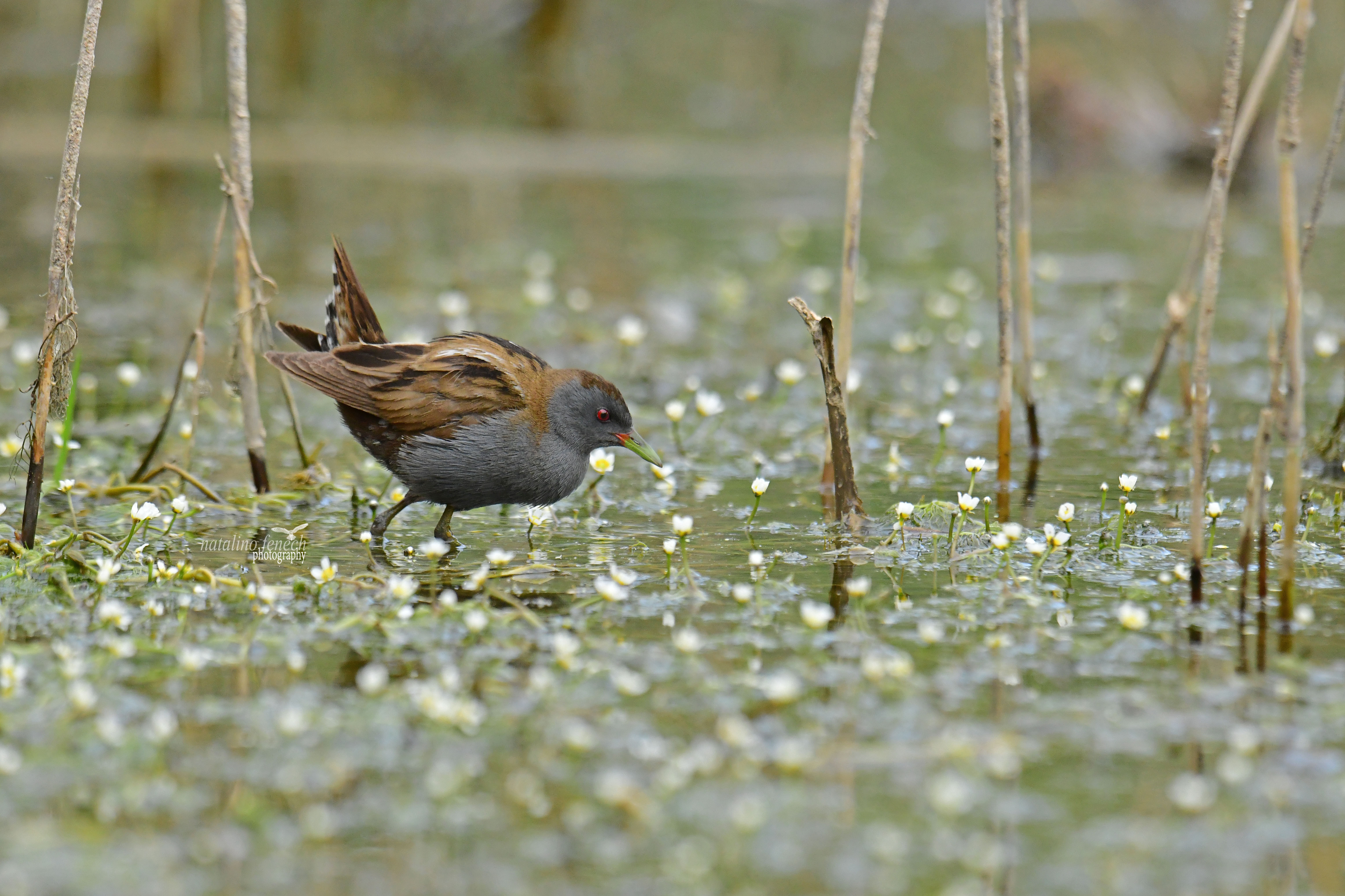 Little Crake by Natalino Fenech - BirdGuides
